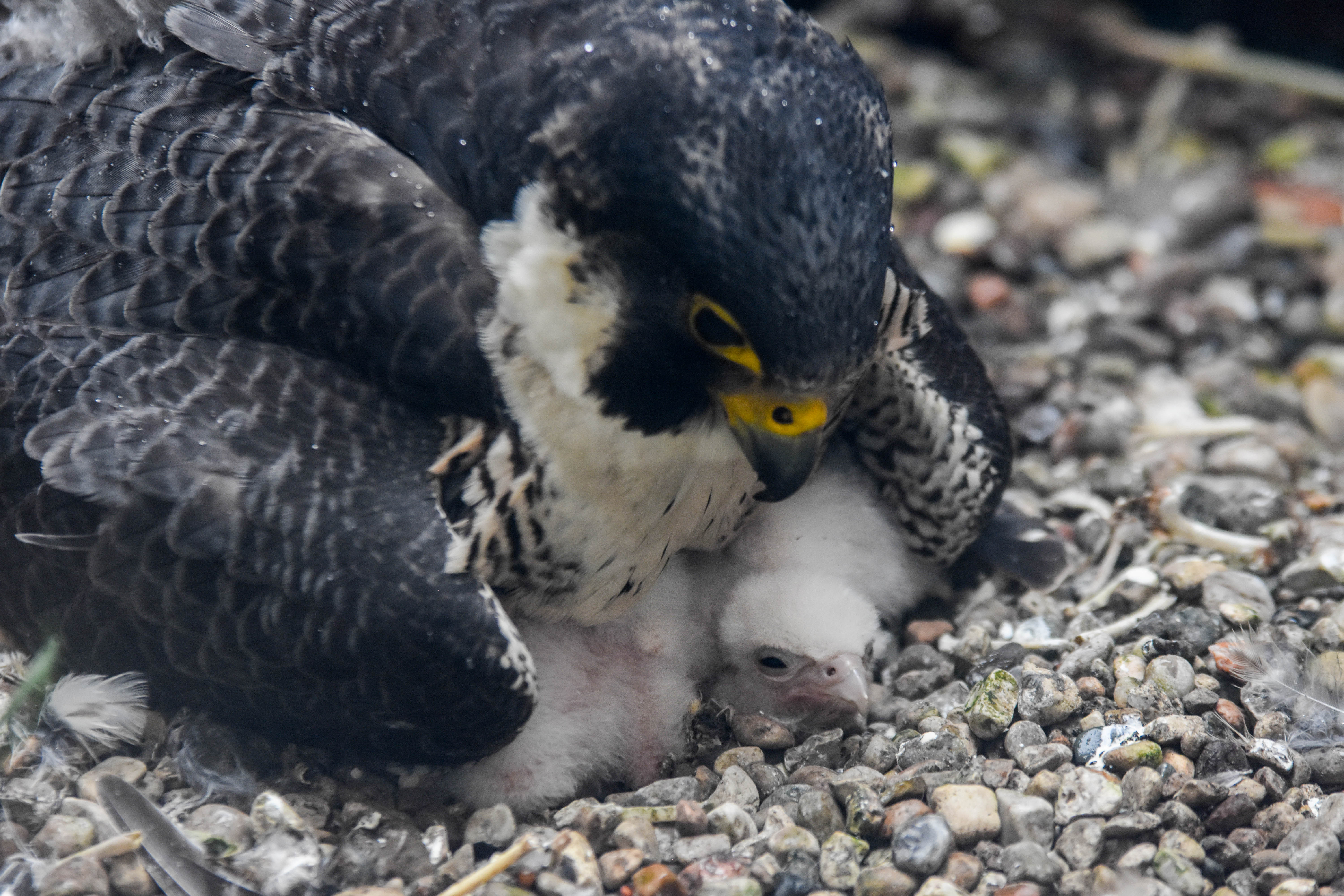Baby peregrine falcons atop the Jackson County Tower Building - mlive.com