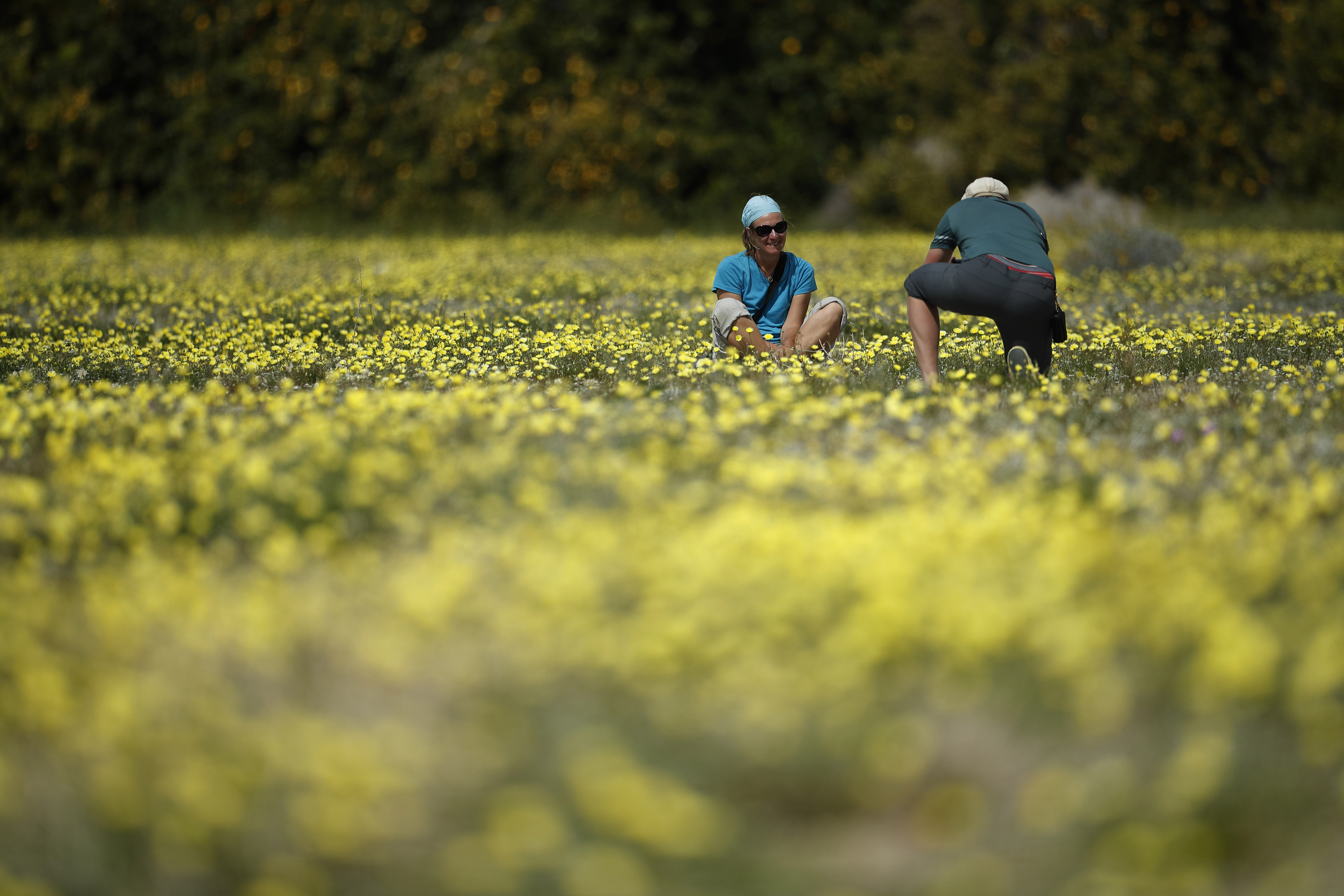 California desert super bloom - oregonlive.com