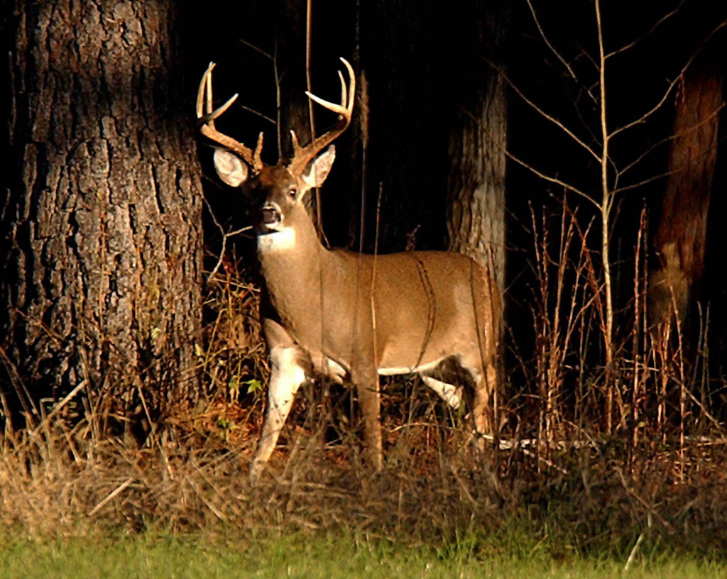 Bucks, does and fawn photographed in Alabama - al.com