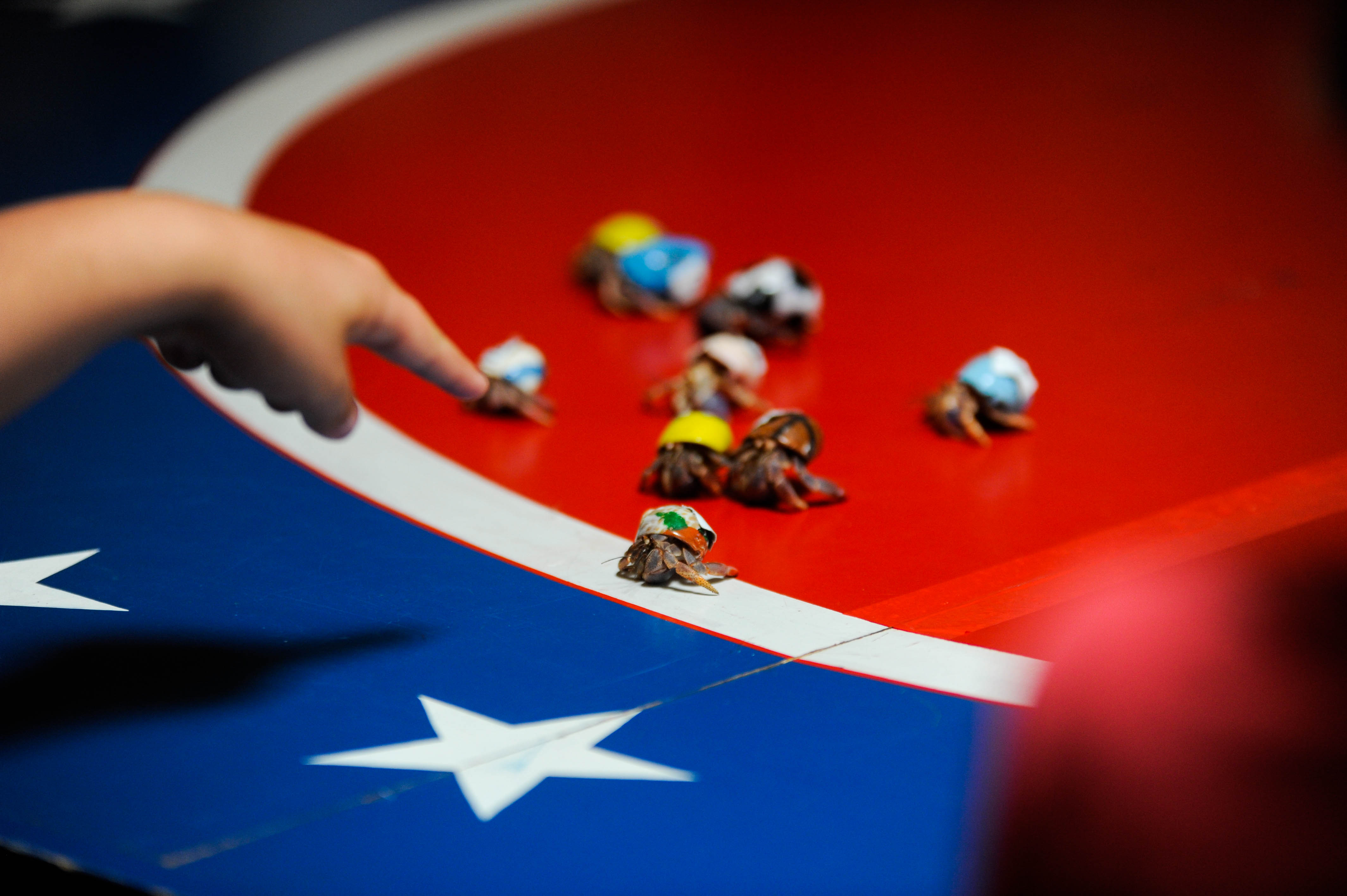 Crabs compete at the annual Great American Crab Races - mlive.com