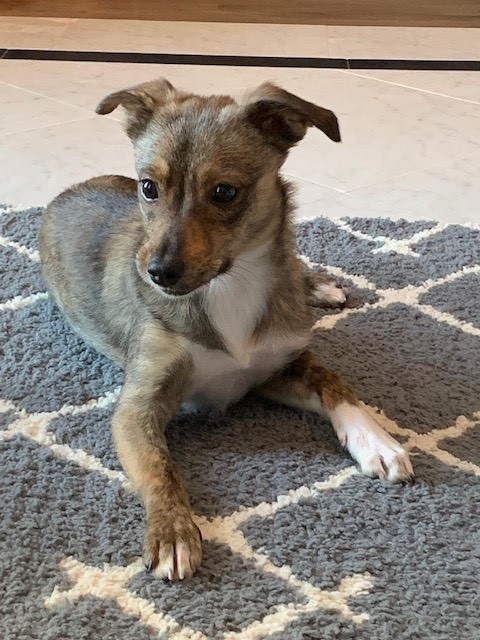 19 super cute rescue pets you can adopt this weekend on Staten Island ...