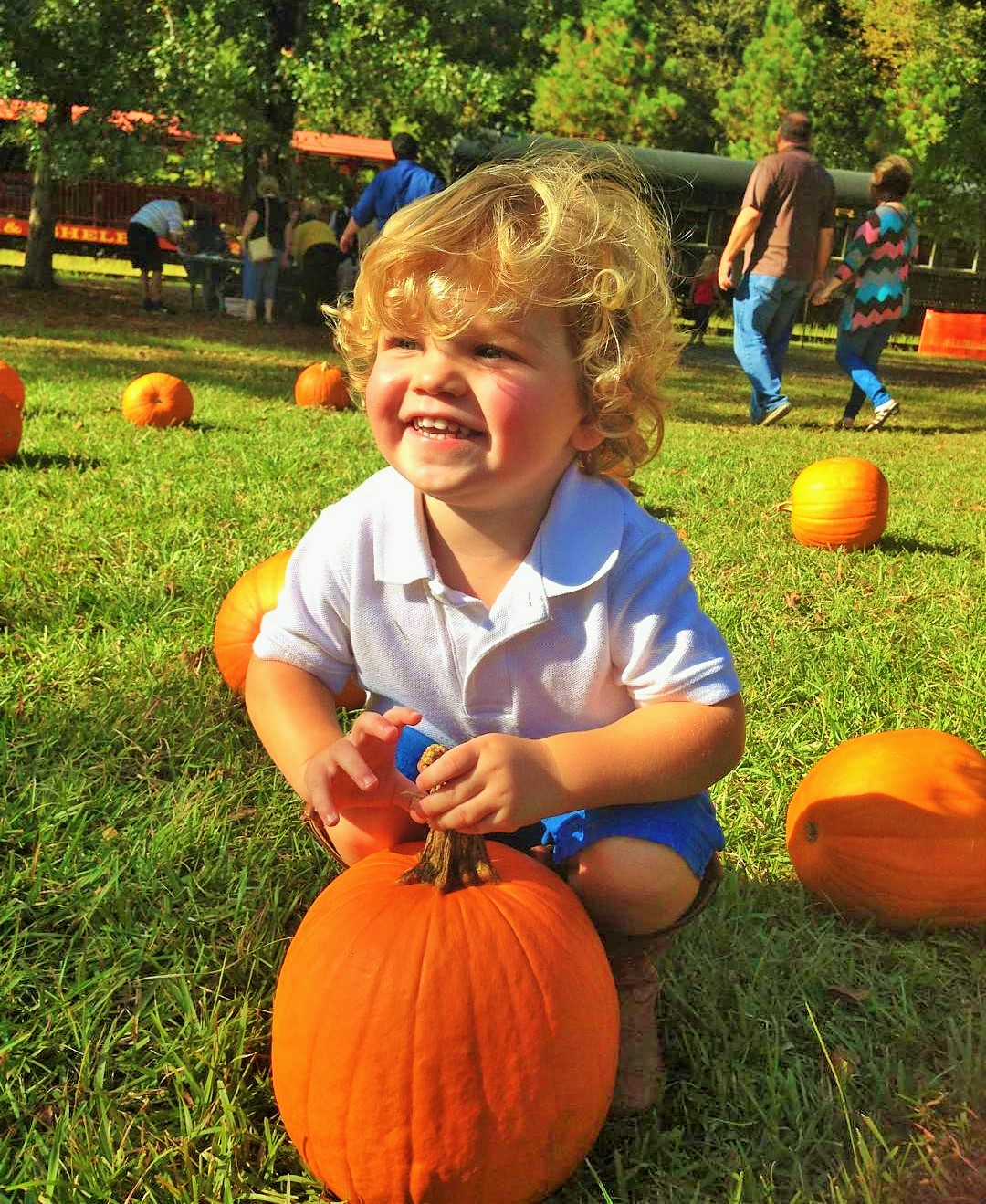 Pumpkin Patch Express in Calera - al.com