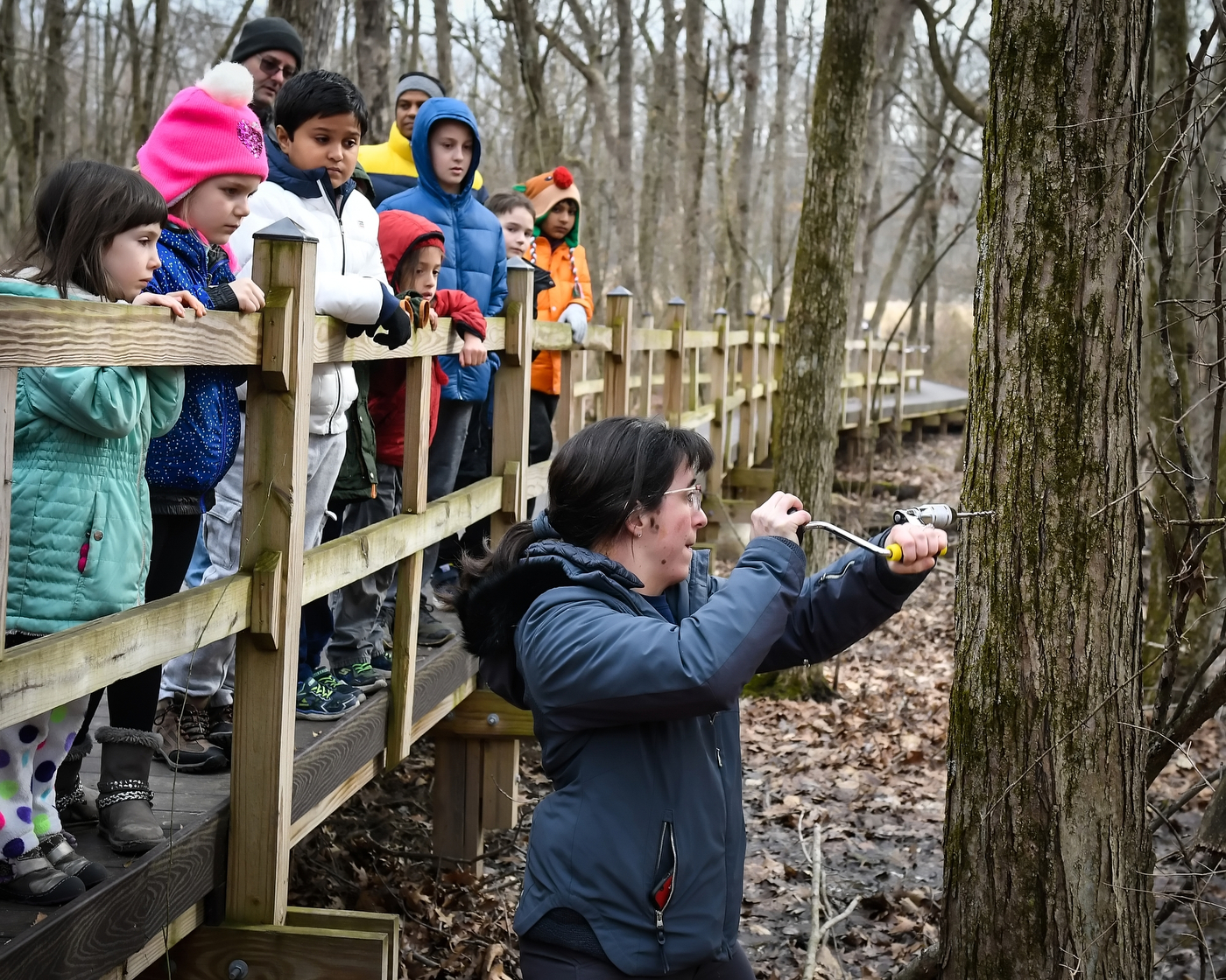 Tapping the sweet taste of maple syrup in the Great Swamp - nj.com