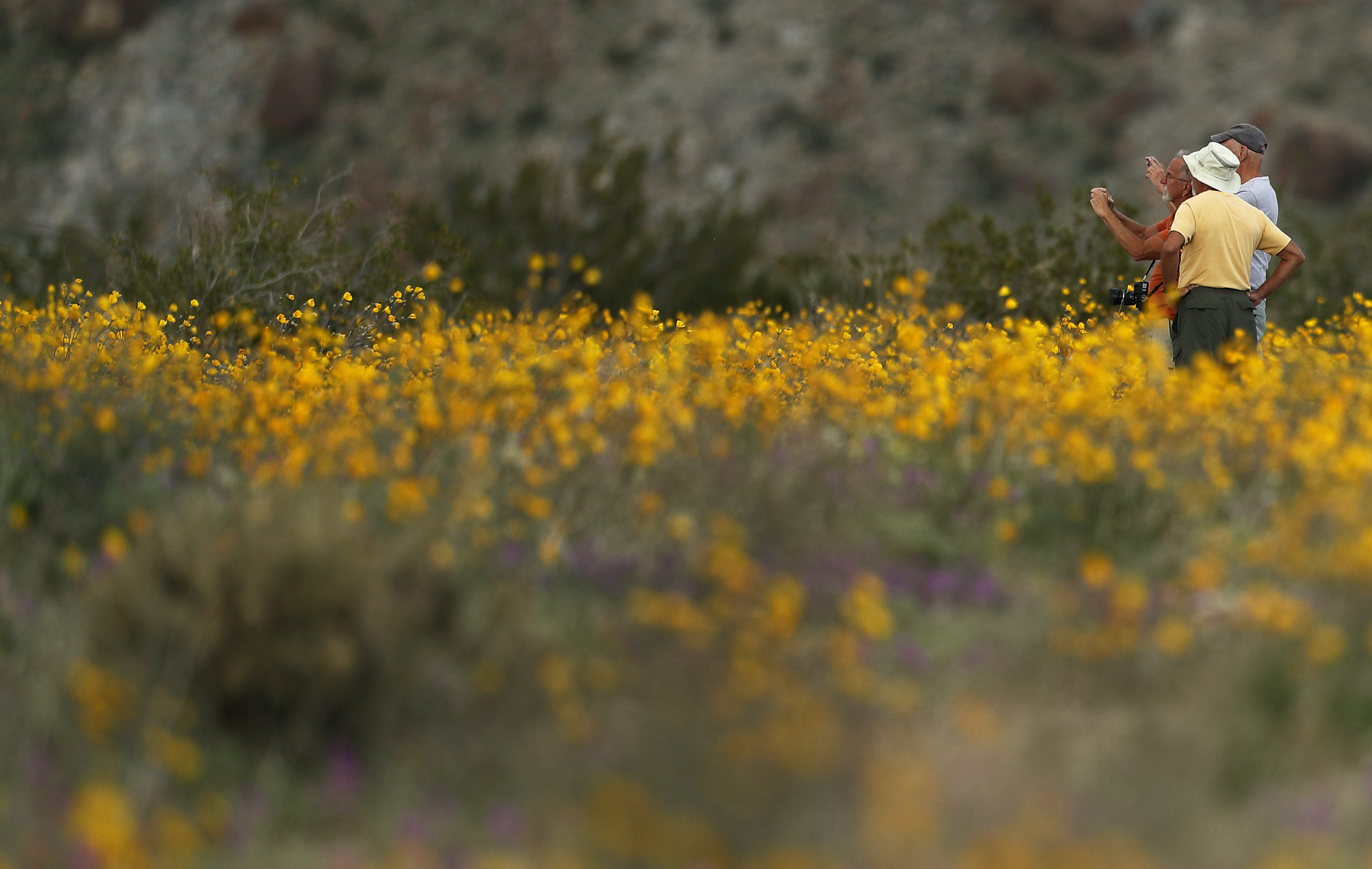 California desert super bloom - syracuse.com