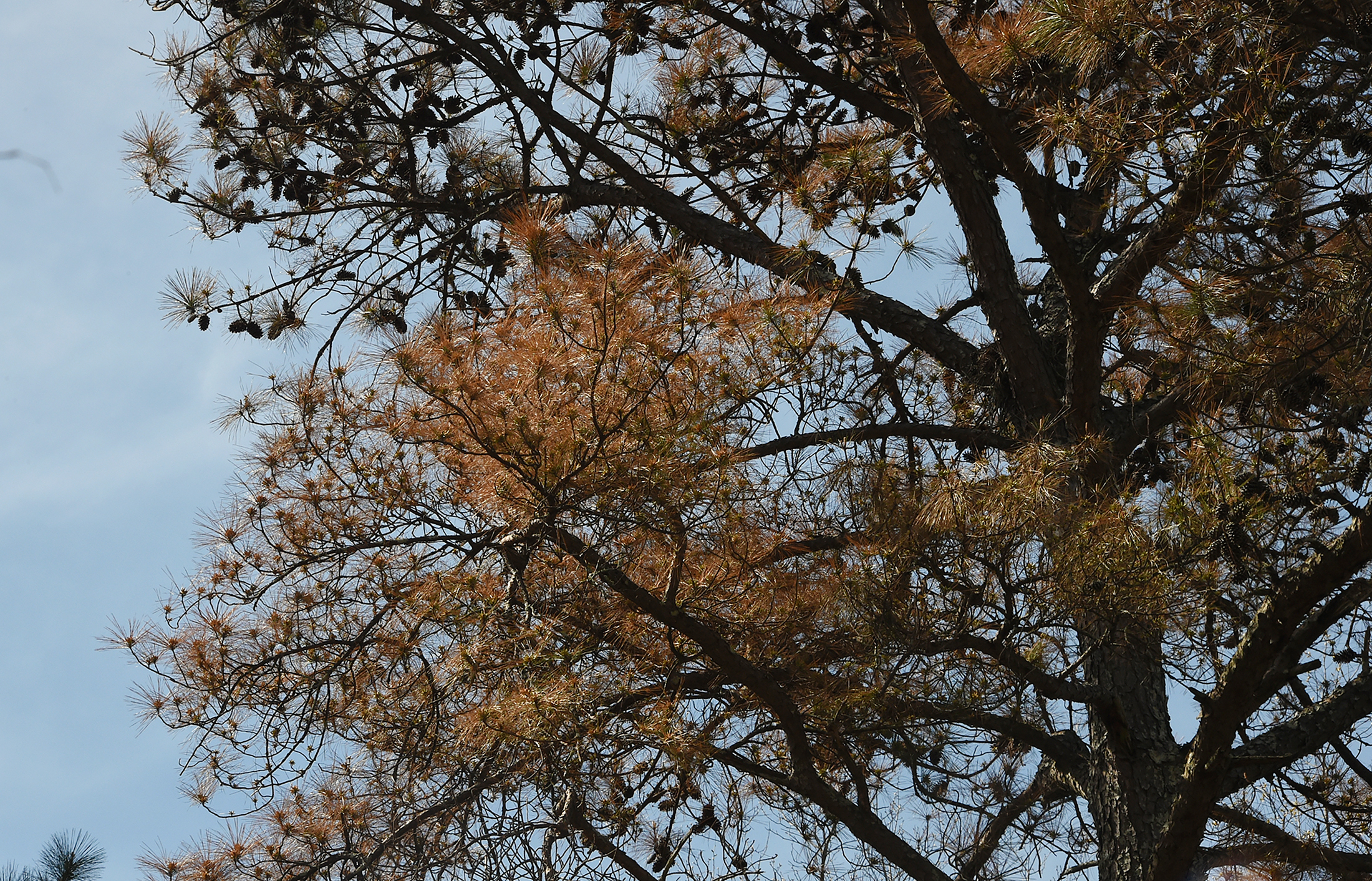 Trees appear to be dying near Shades Mountain Filter Plant - al.com