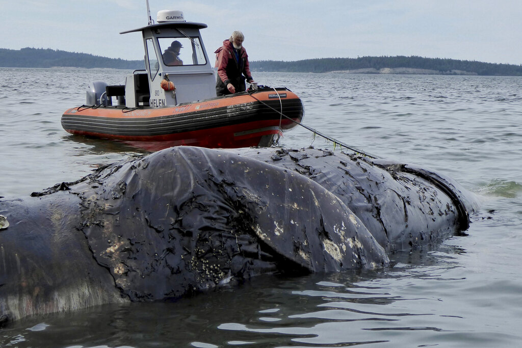 Sites lacking for whale corpses amid die-off - oregonlive.com