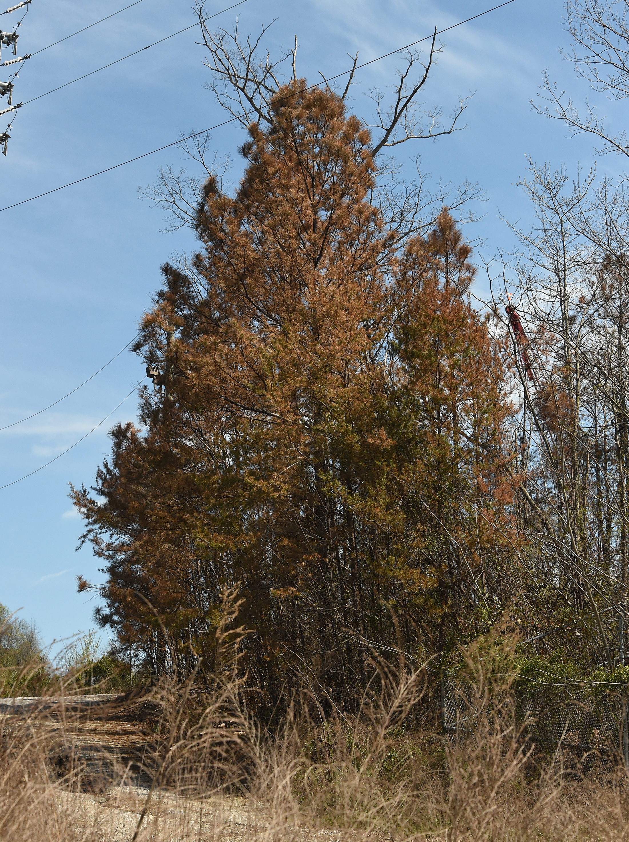 Trees appear to be dying near Shades Mountain Filter Plant - al.com