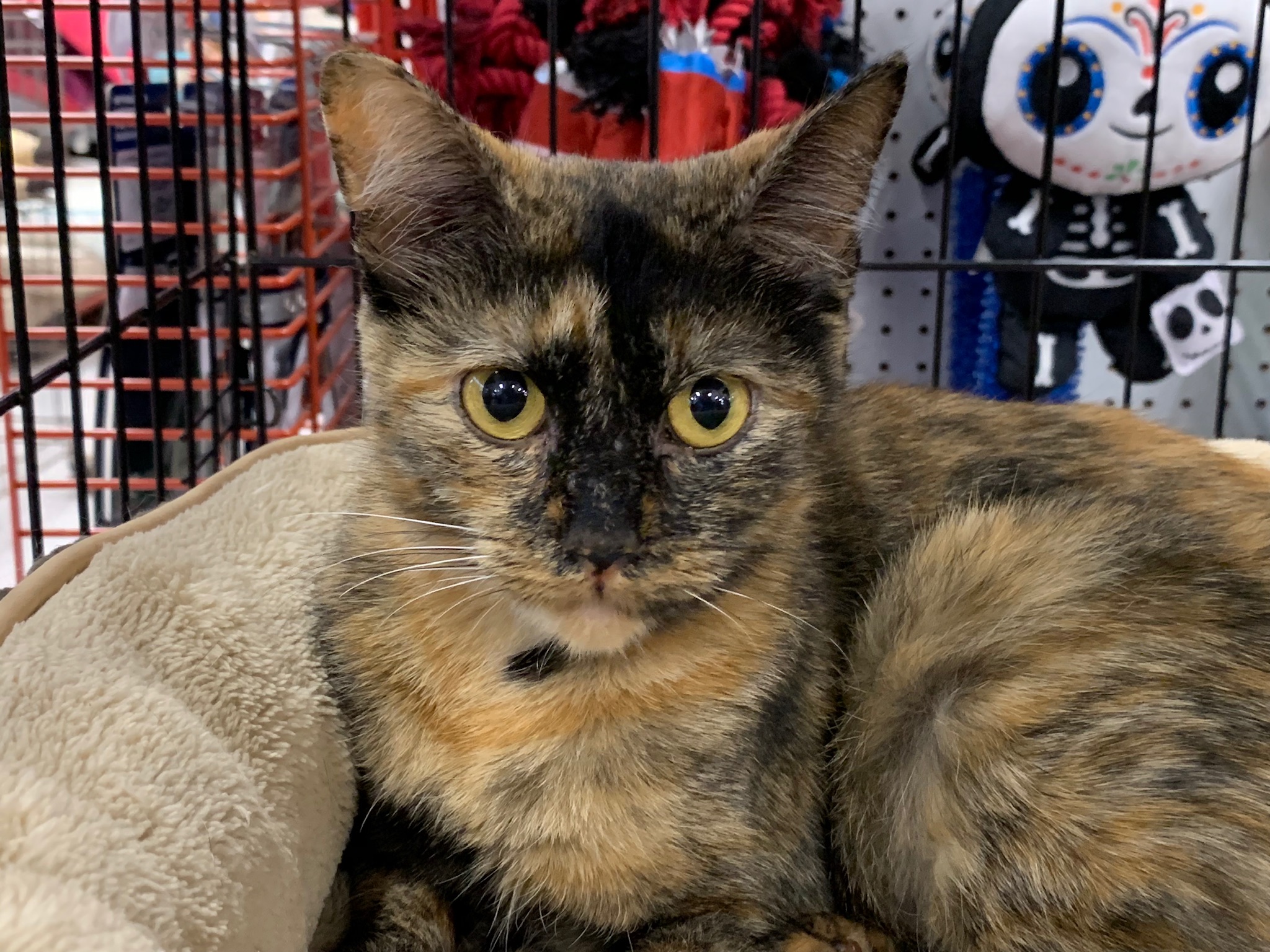 13 huggable pets you can adopt this weekend on Staten Island: Nov. 10 ...