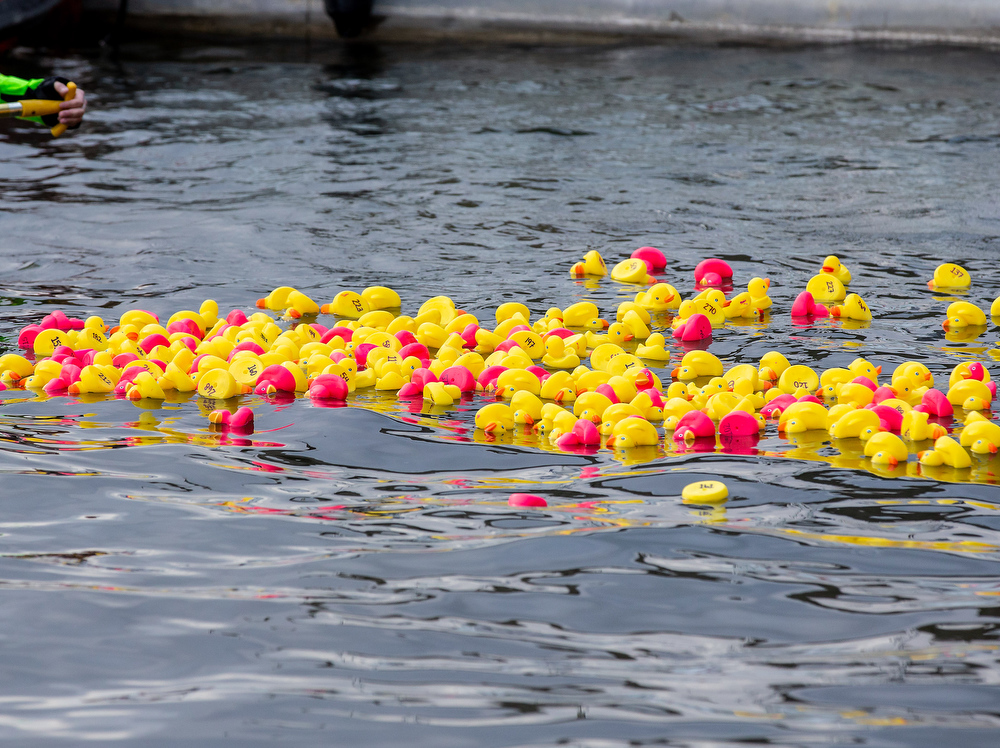 Rubber Duck Race at Kipona 2019 - pennlive.com