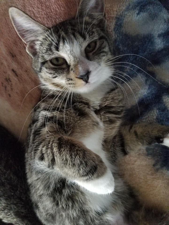 19 super cute rescue pets you can adopt this weekend on Staten Island ...