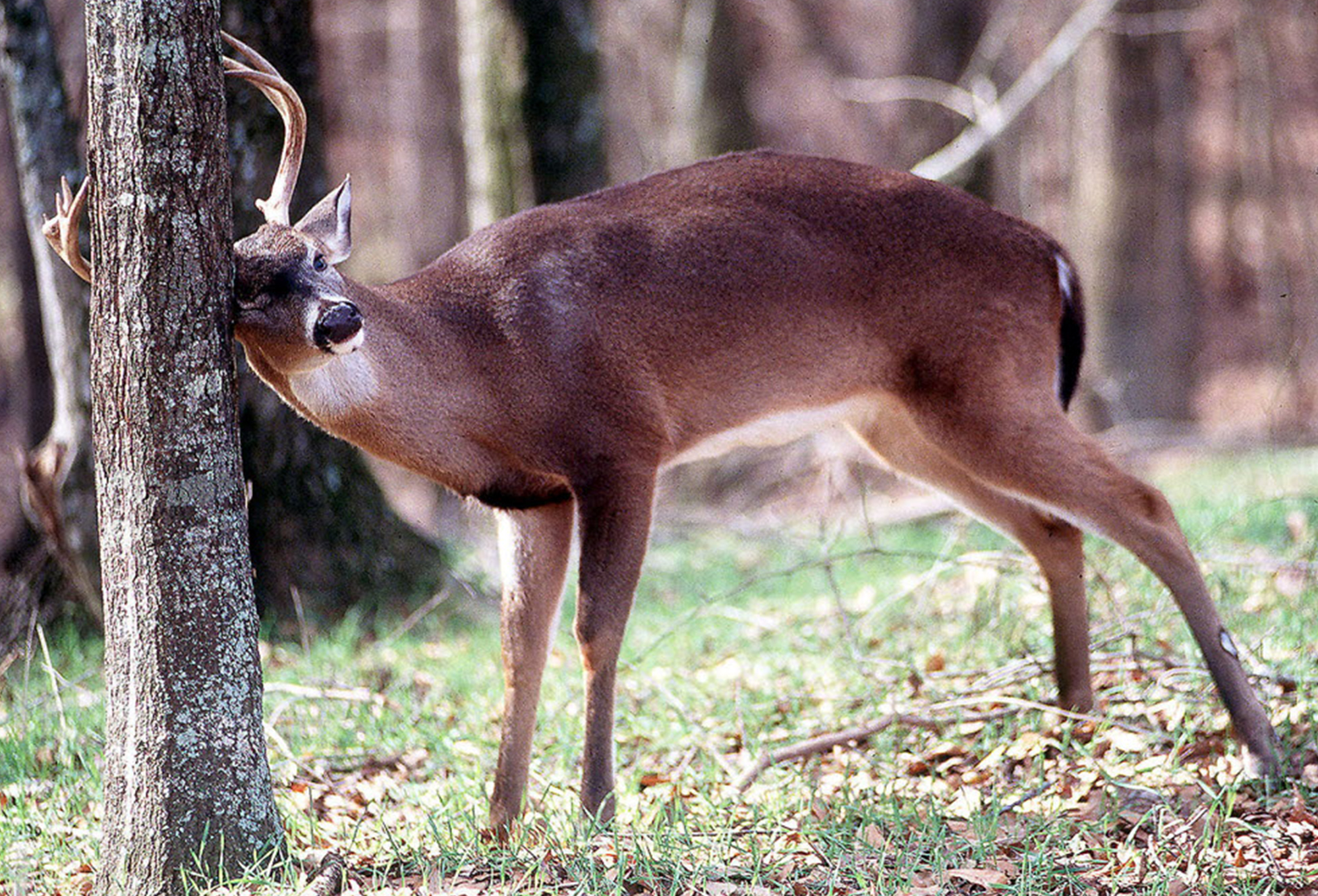 Bucks, does and fawn photographed in Alabama - al.com