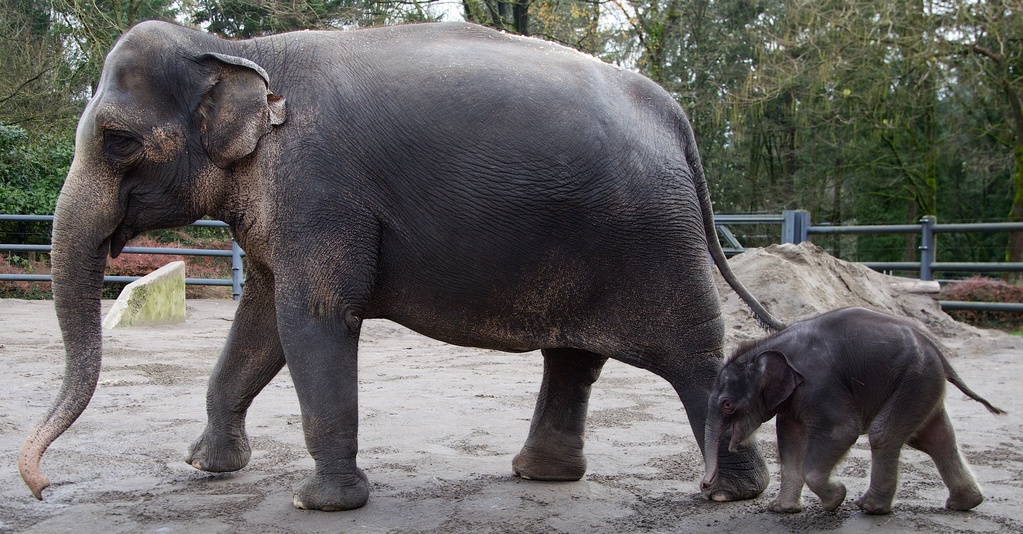 Lily the Asian Elephant dies at the Oregon Zoo - oregonlive.com