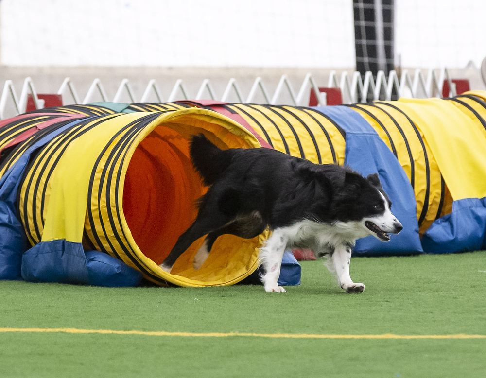 The 2019 USDAA Mid-Atlantic Dog Agility Showcase - pennlive.com