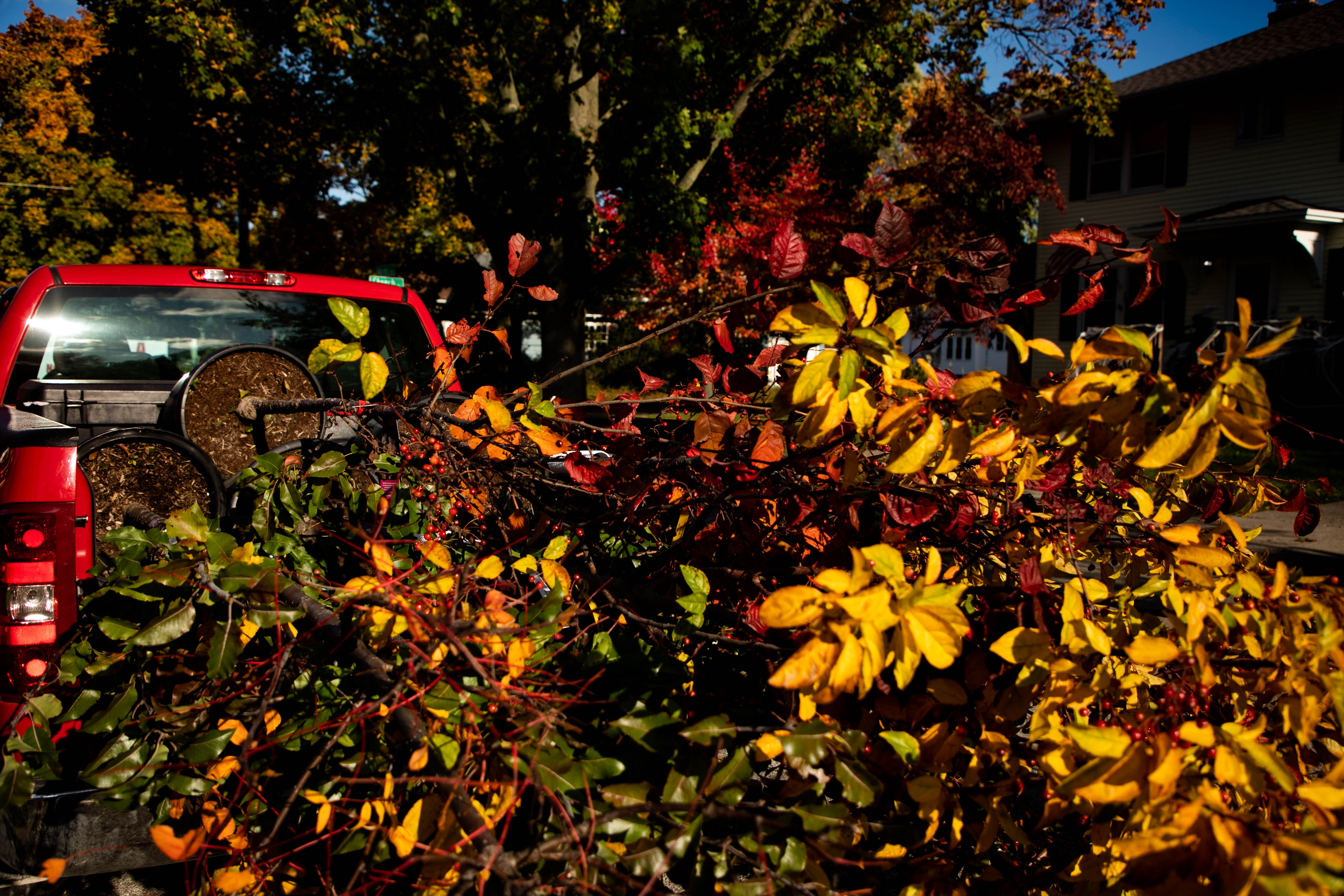 Tree planting on Adams Boulevard - mlive.com