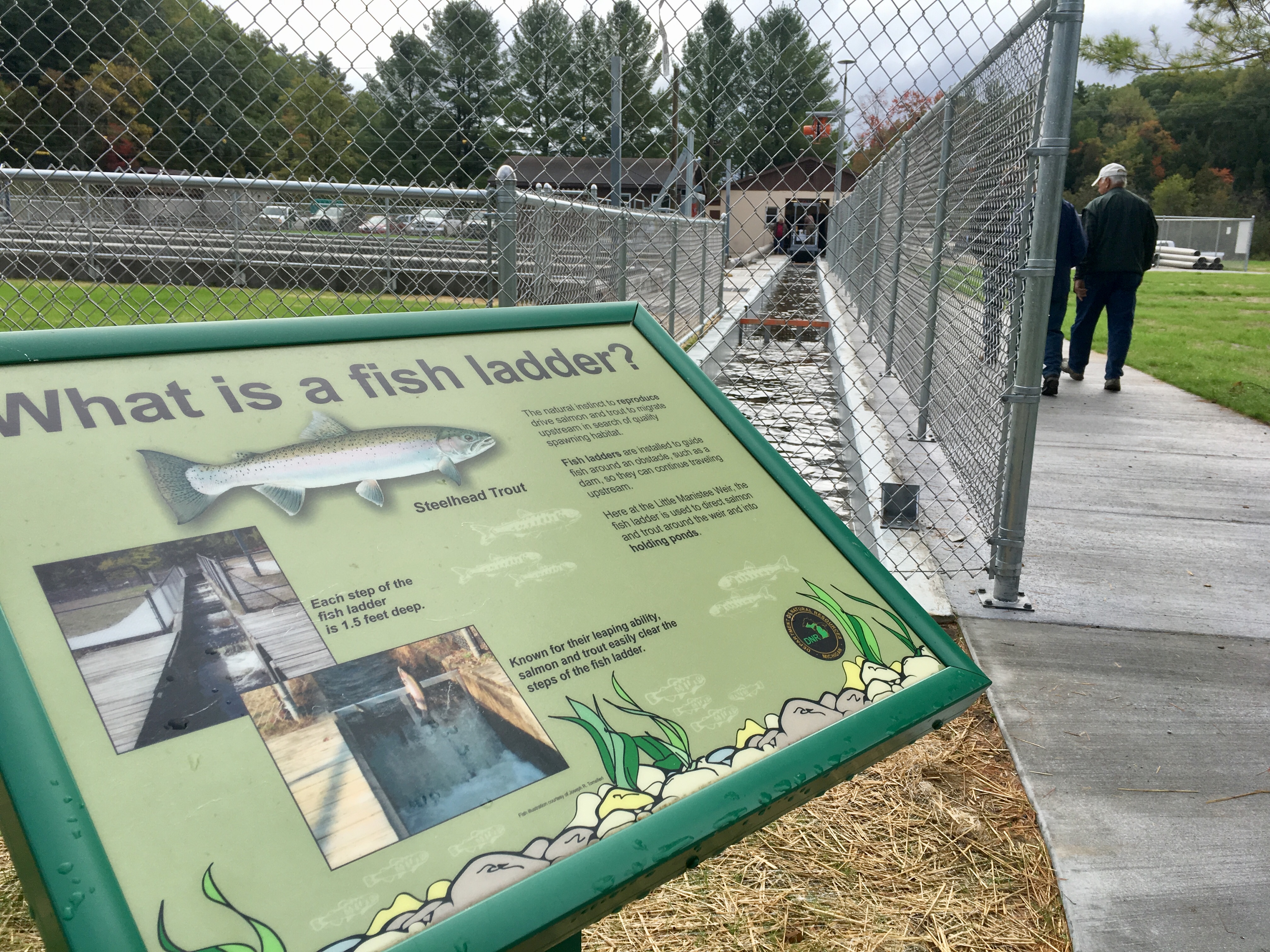 Chinook salmon eggs harvested at Little Manistee River Weir - mlive.com