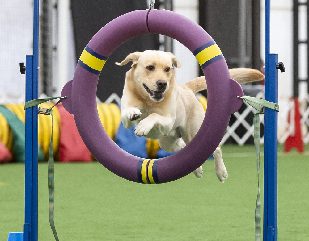 The 2019 USDAA Mid-Atlantic Dog Agility Showcase - pennlive.com
