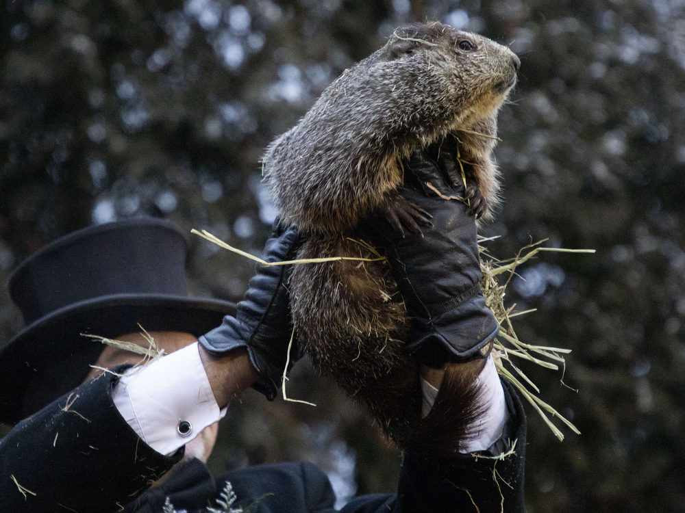 Will Punxsutawney Phil see his shadow on this 2019 Groundhog Day ...