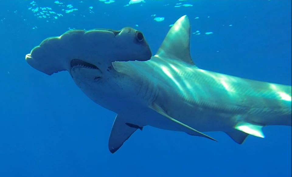 Shark Week: 23 stunning photos from the Discovery Channel - silive.com