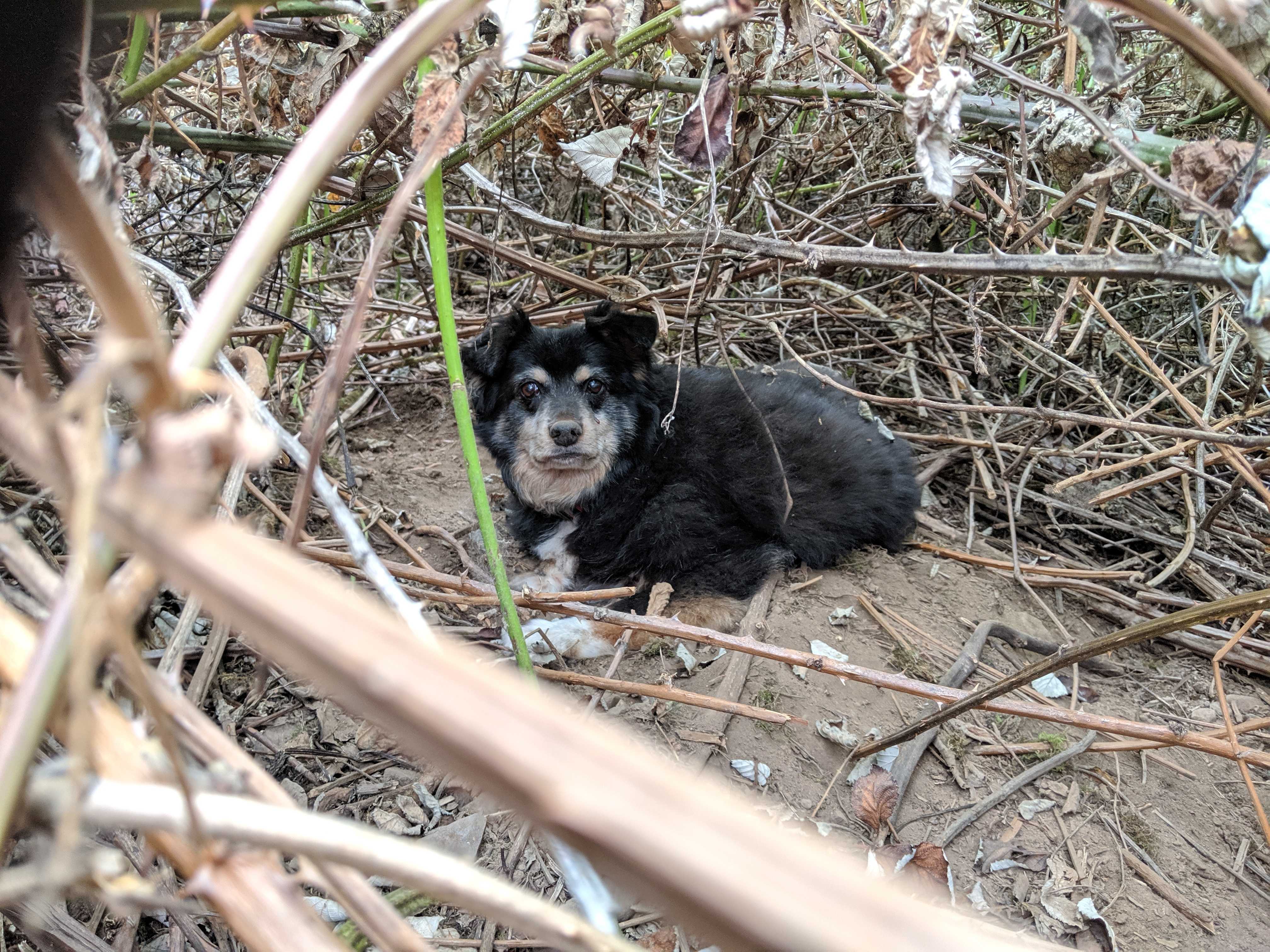 Stranded dog saved from Canby hillside - oregonlive.com