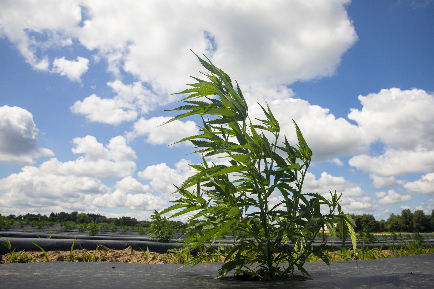 Paw Paw Hemp Company - mlive.com