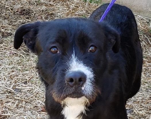 15 super cute rescue pets to adopt this weekend on Staten Island: Feb ...