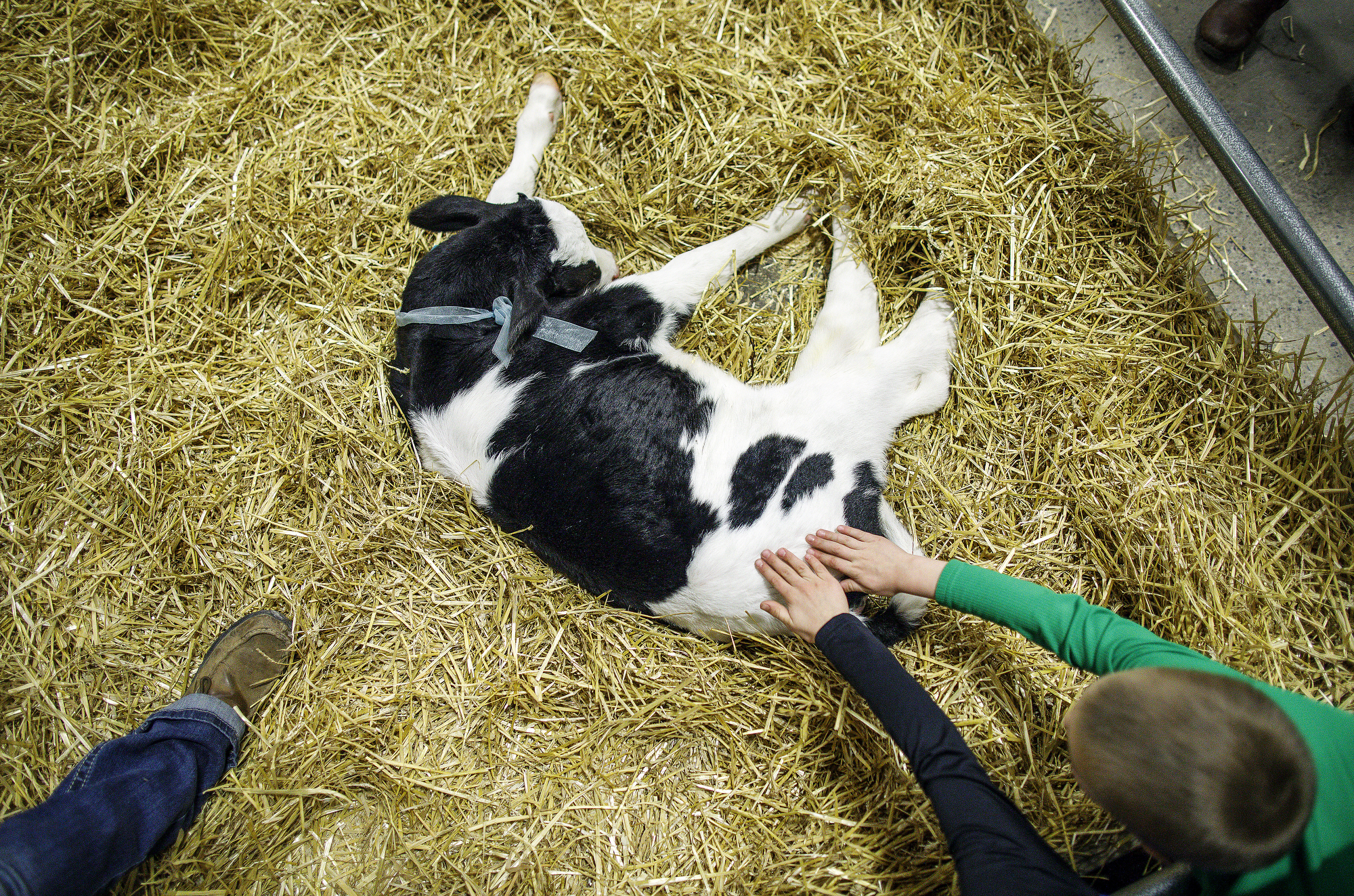 Pa. State Farm Show: Best photos from 2018 - pennlive.com