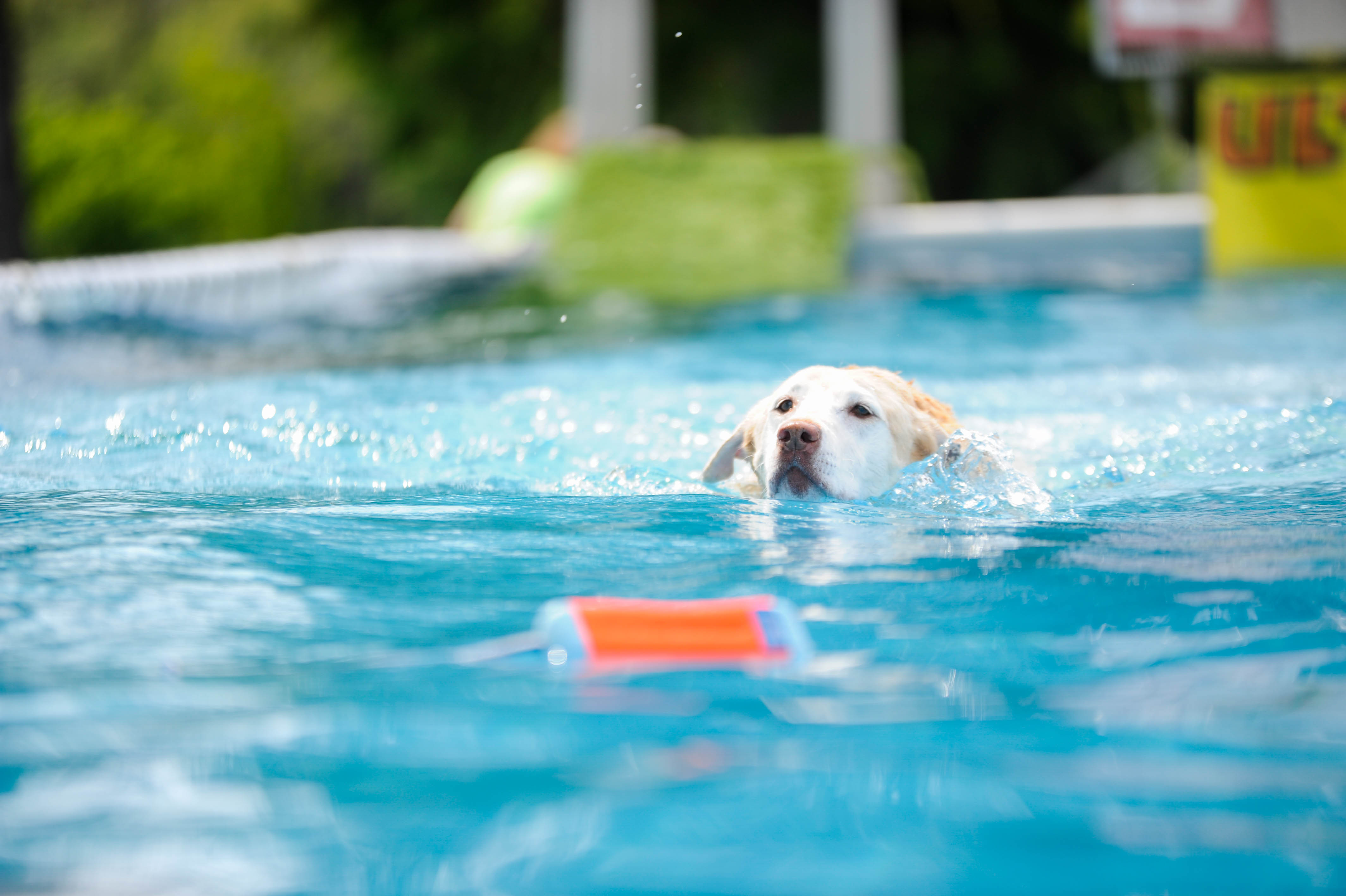Dogs compete in lure chasing, jumping competitions at annual Paws in ...