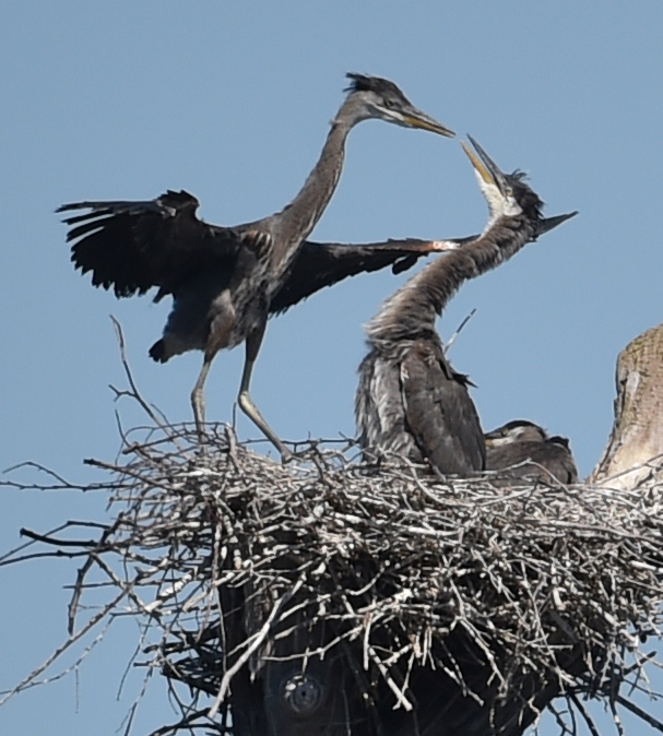 The Great Blue Heron rookery at Sterling Nature Center - syracuse.com