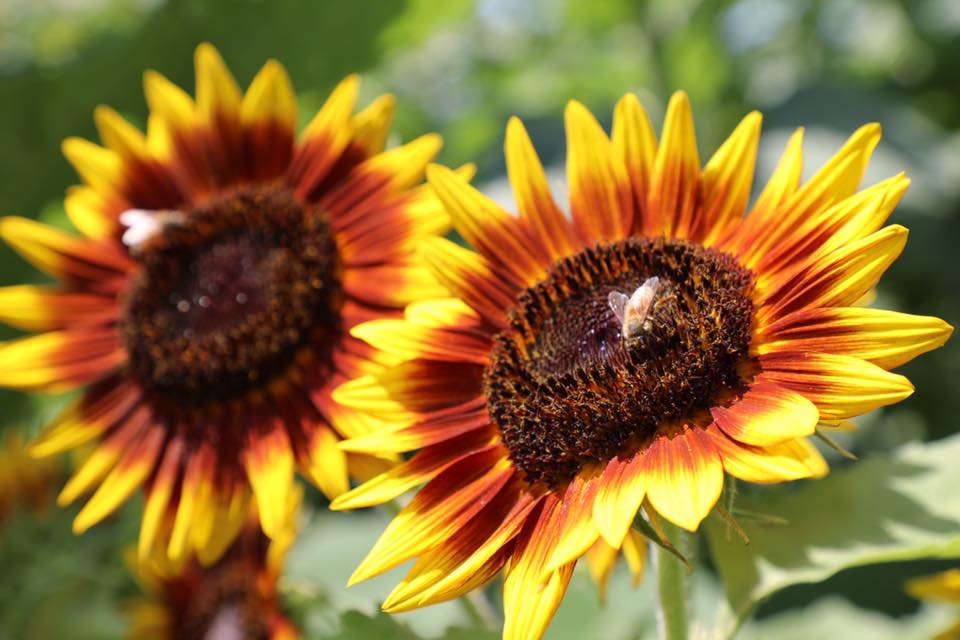 Gull Meadow Farms Sunflower Festival - mlive.com