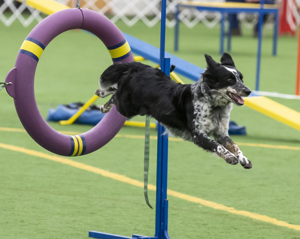 The 2019 USDAA Mid-Atlantic Dog Agility Showcase - pennlive.com