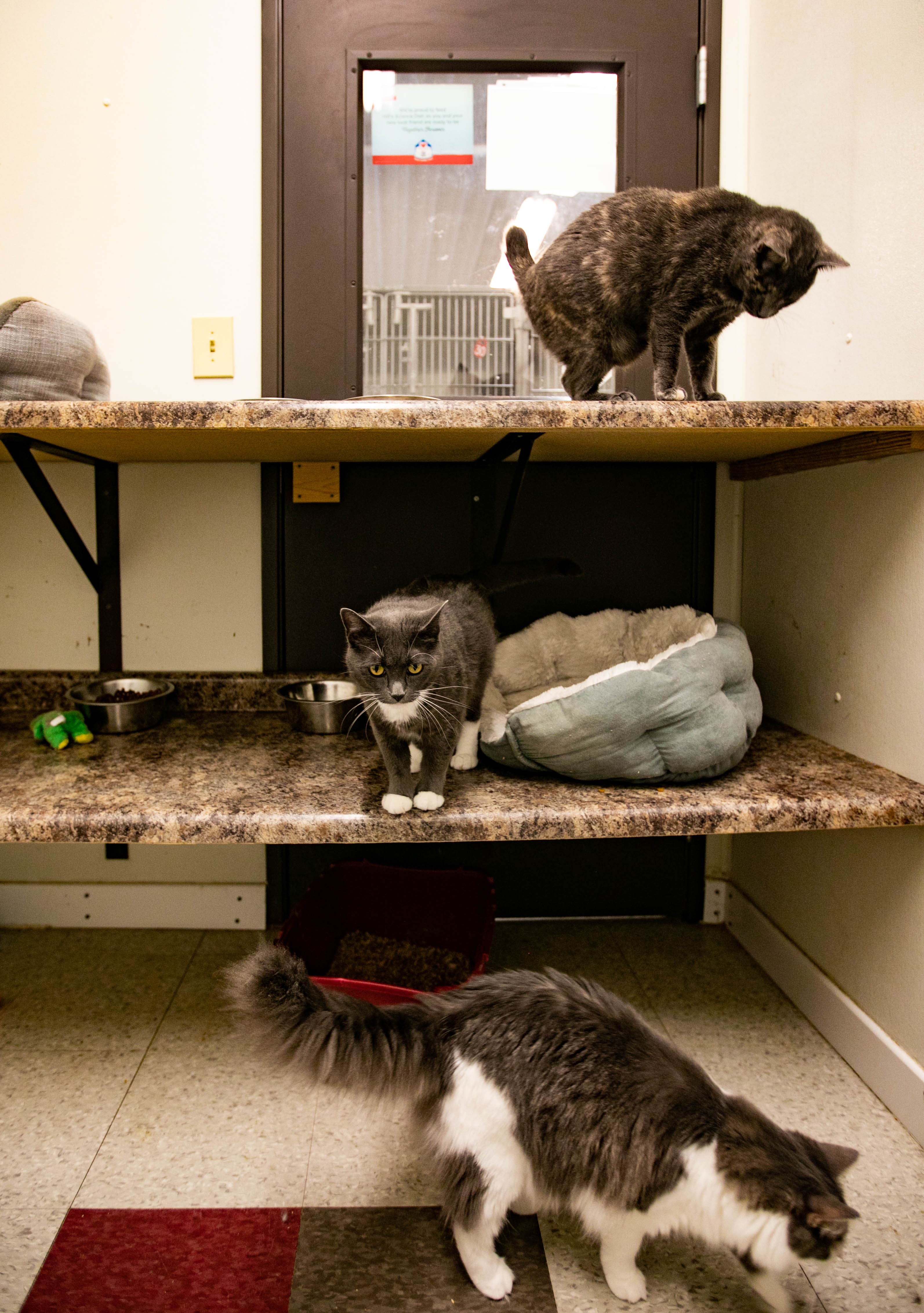 These furry friends at Bay County Animal Control need homes - mlive.com