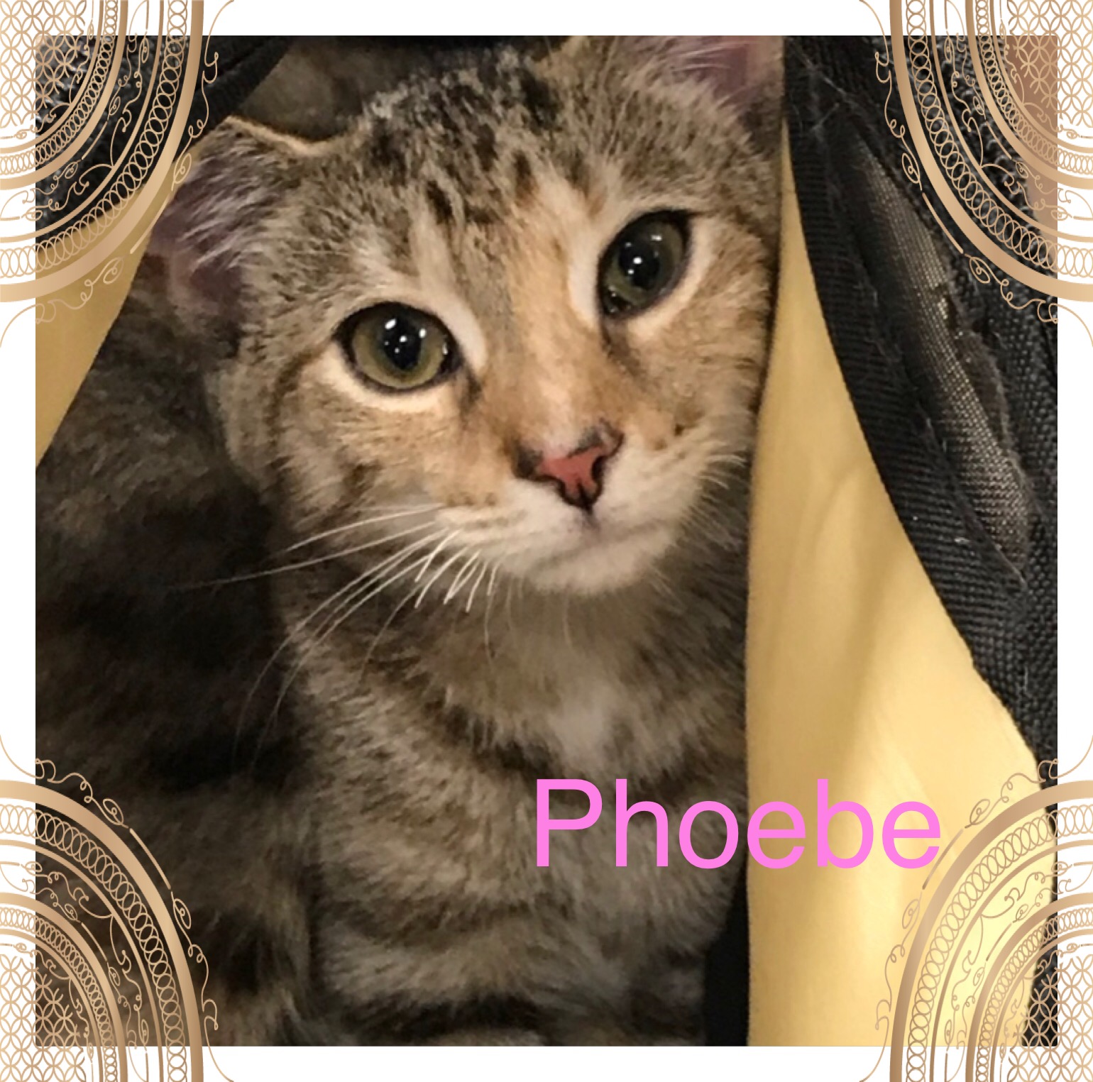 13 huggable pets you can adopt this weekend on Staten Island: Nov. 10 ...