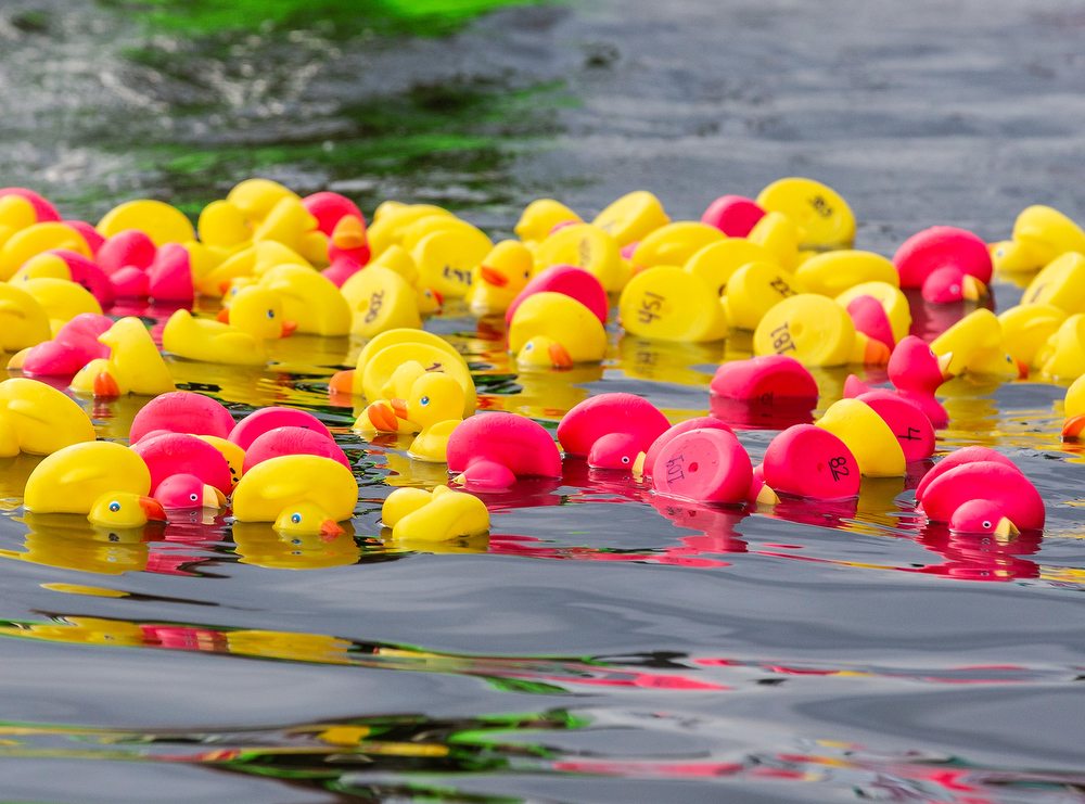 Rubber Duck Race at Kipona 2019 - pennlive.com