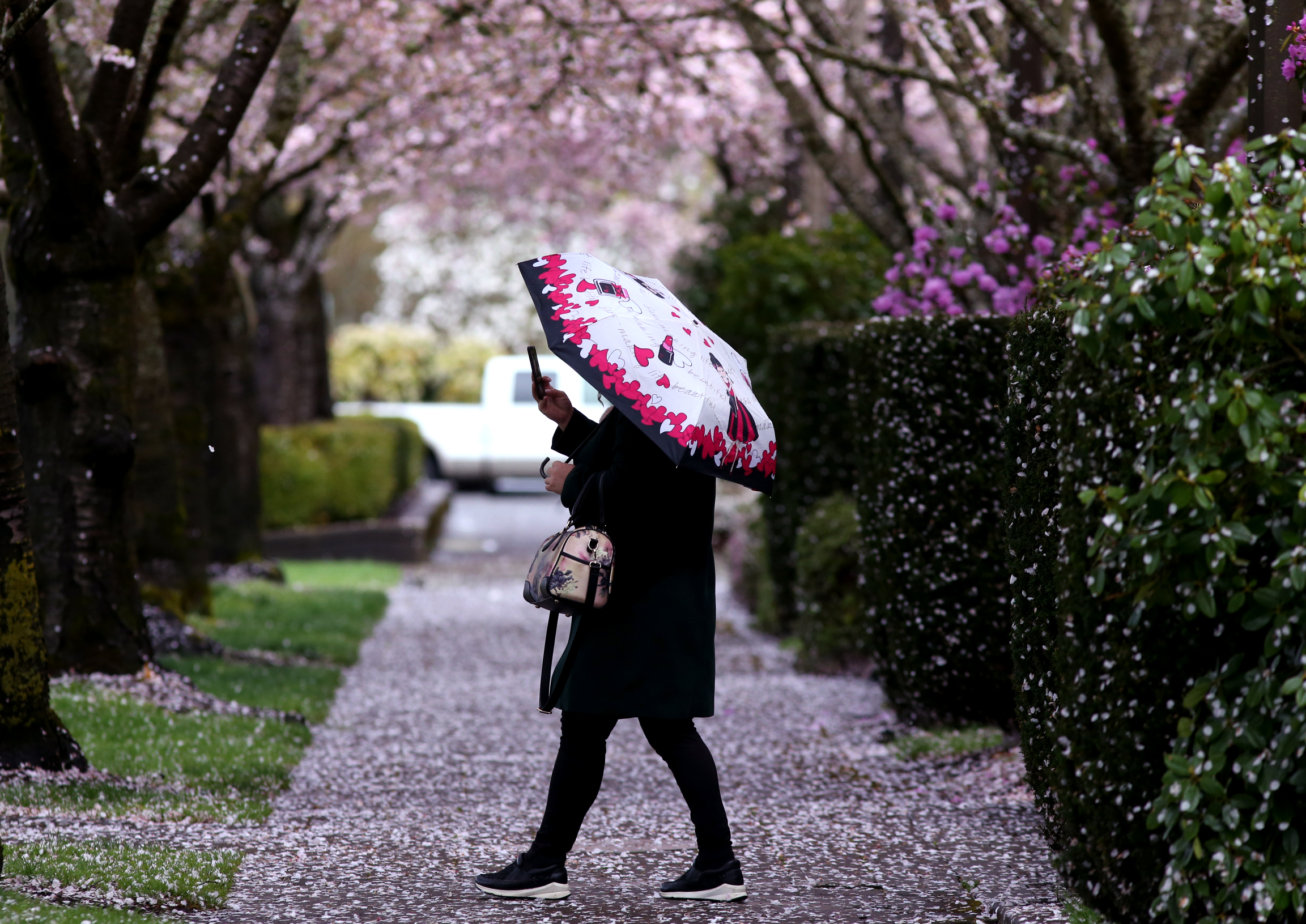 Cherry trees at the Oregon State Capitol - oregonlive.com