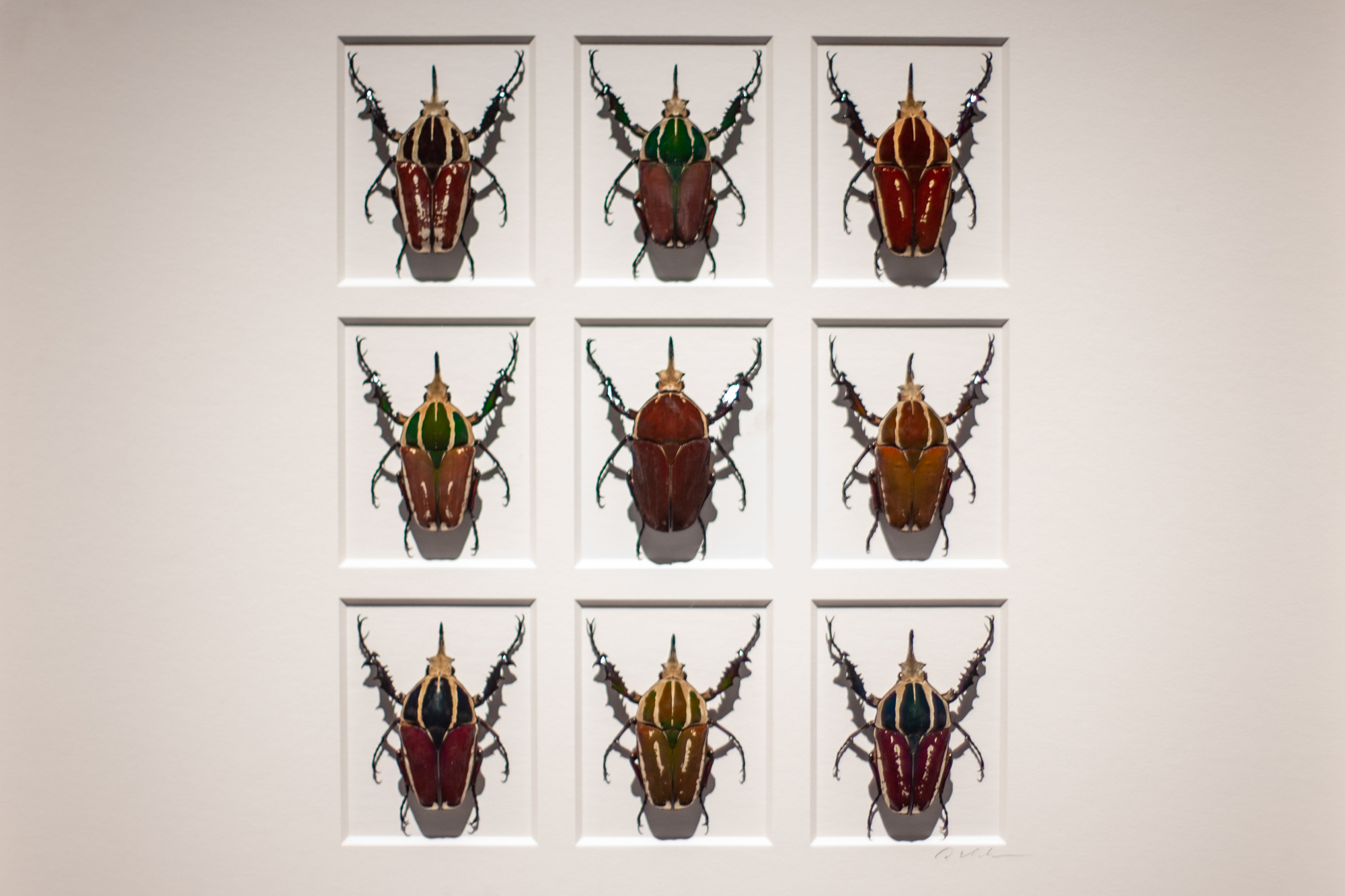 OMSI exhibit Exquisite Creatures by Oregon native Christopher Marley ...