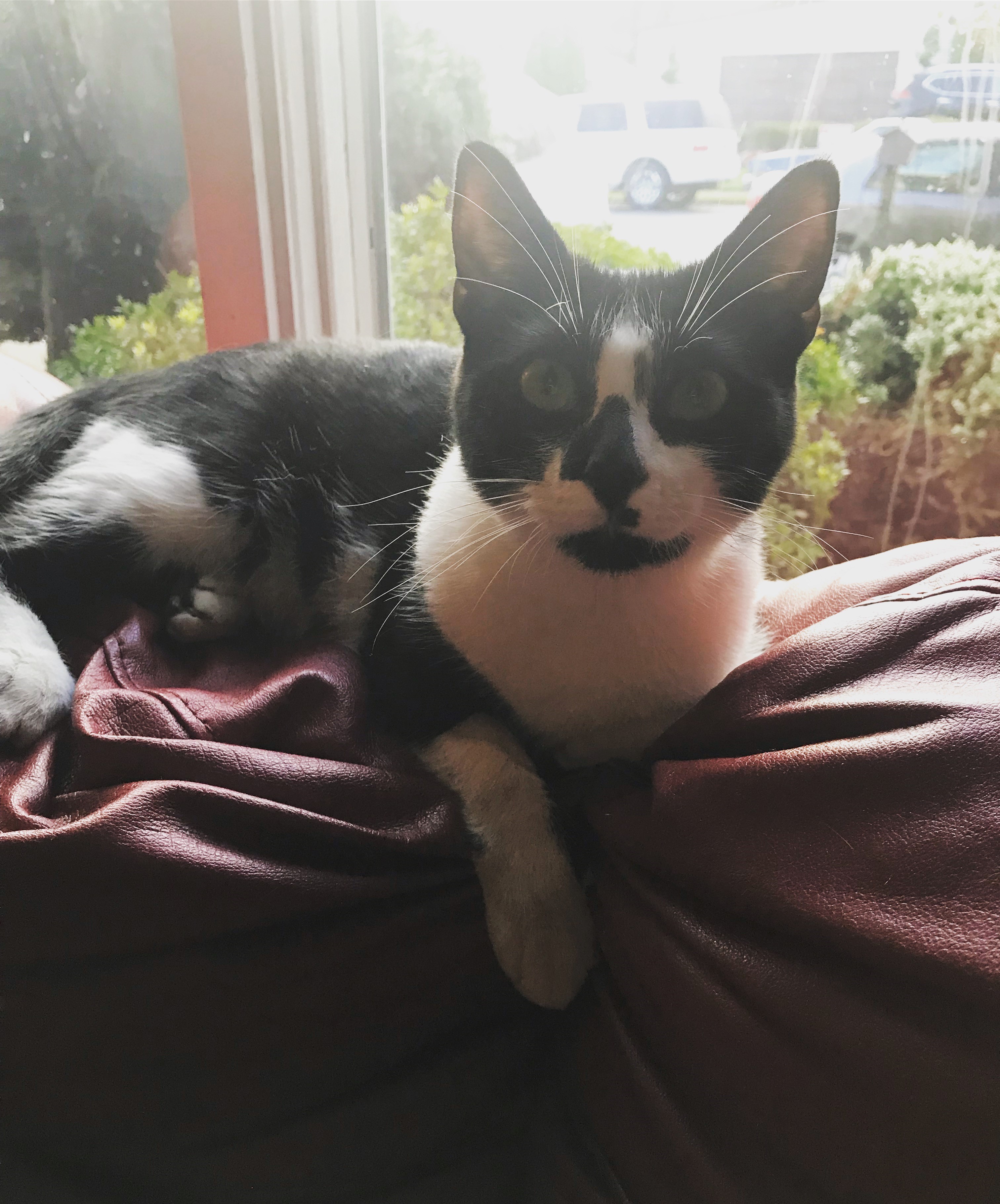 13 huggable pets you can rescue this weekend on Staten Island: Nov. 3-4 ...