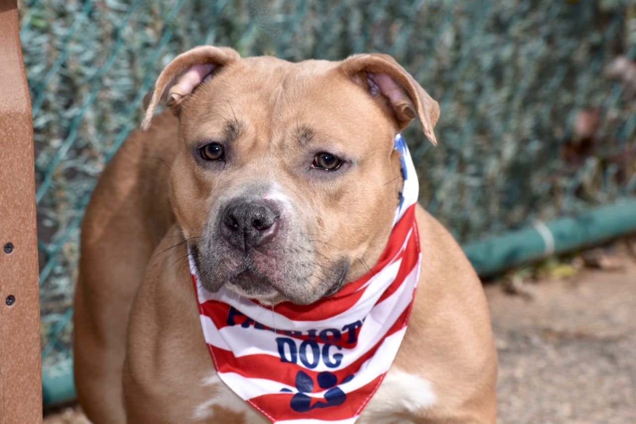 14 super cute rescue pets you can adopt this weekend on Staten Island ...