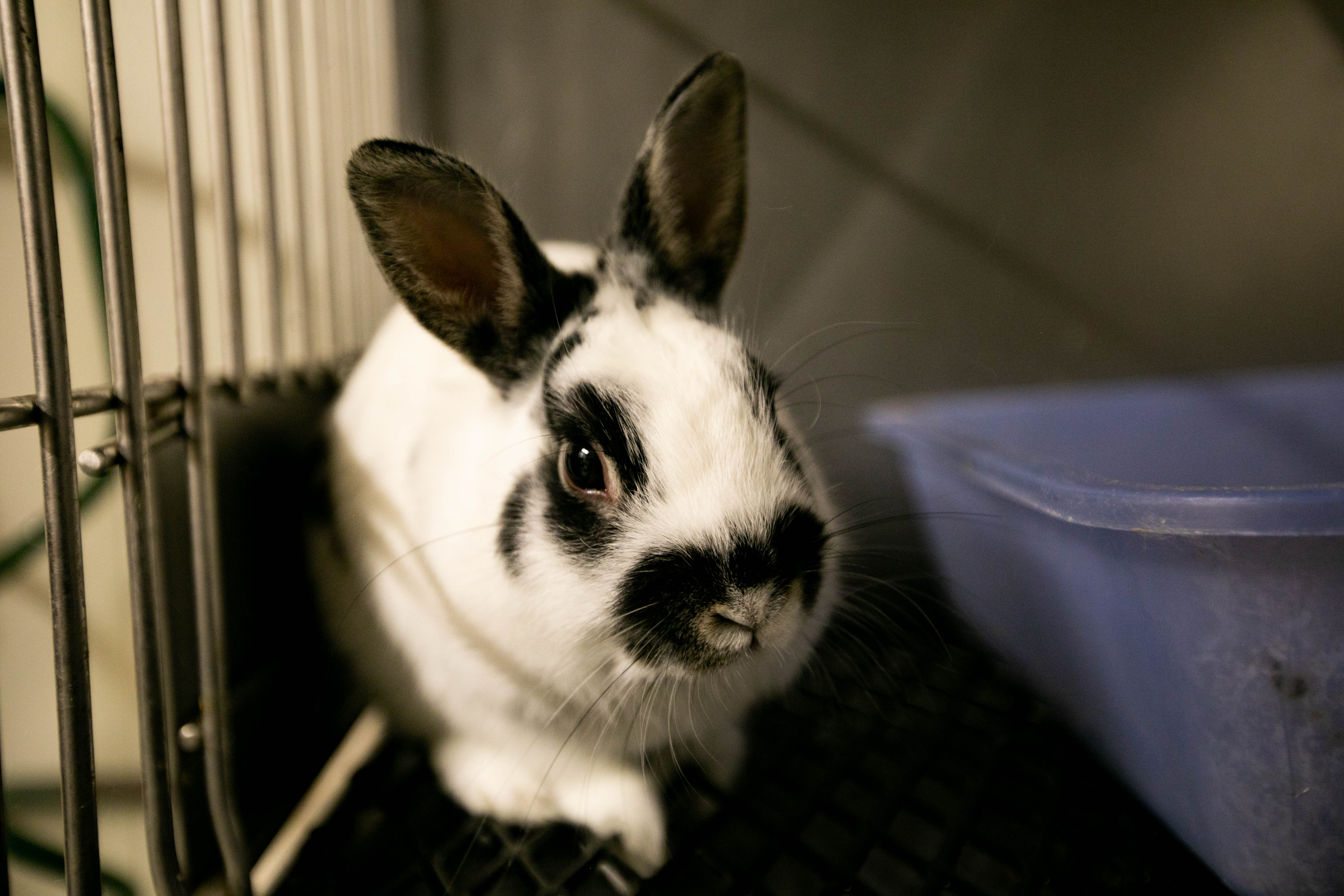 These furry friends at Bay County Animal Control need homes - mlive.com