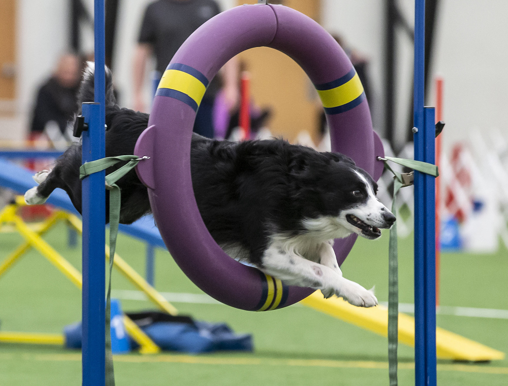 The 2019 USDAA Mid-Atlantic Dog Agility Showcase - pennlive.com