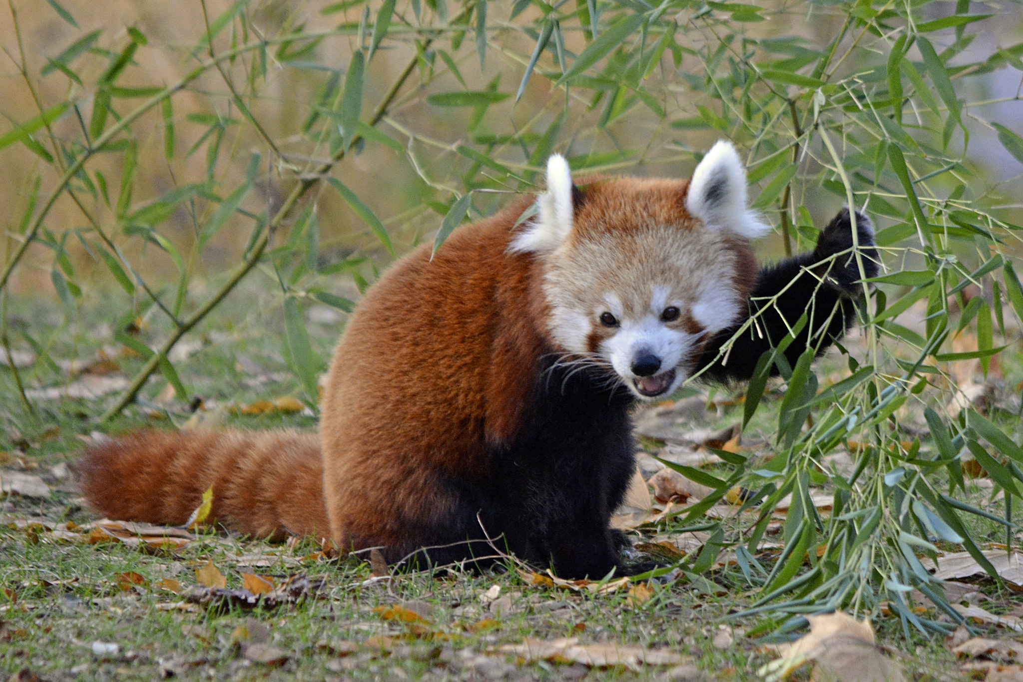 Detroit Zoo shows off expanded Red Panda exhibit after $500K donation ...