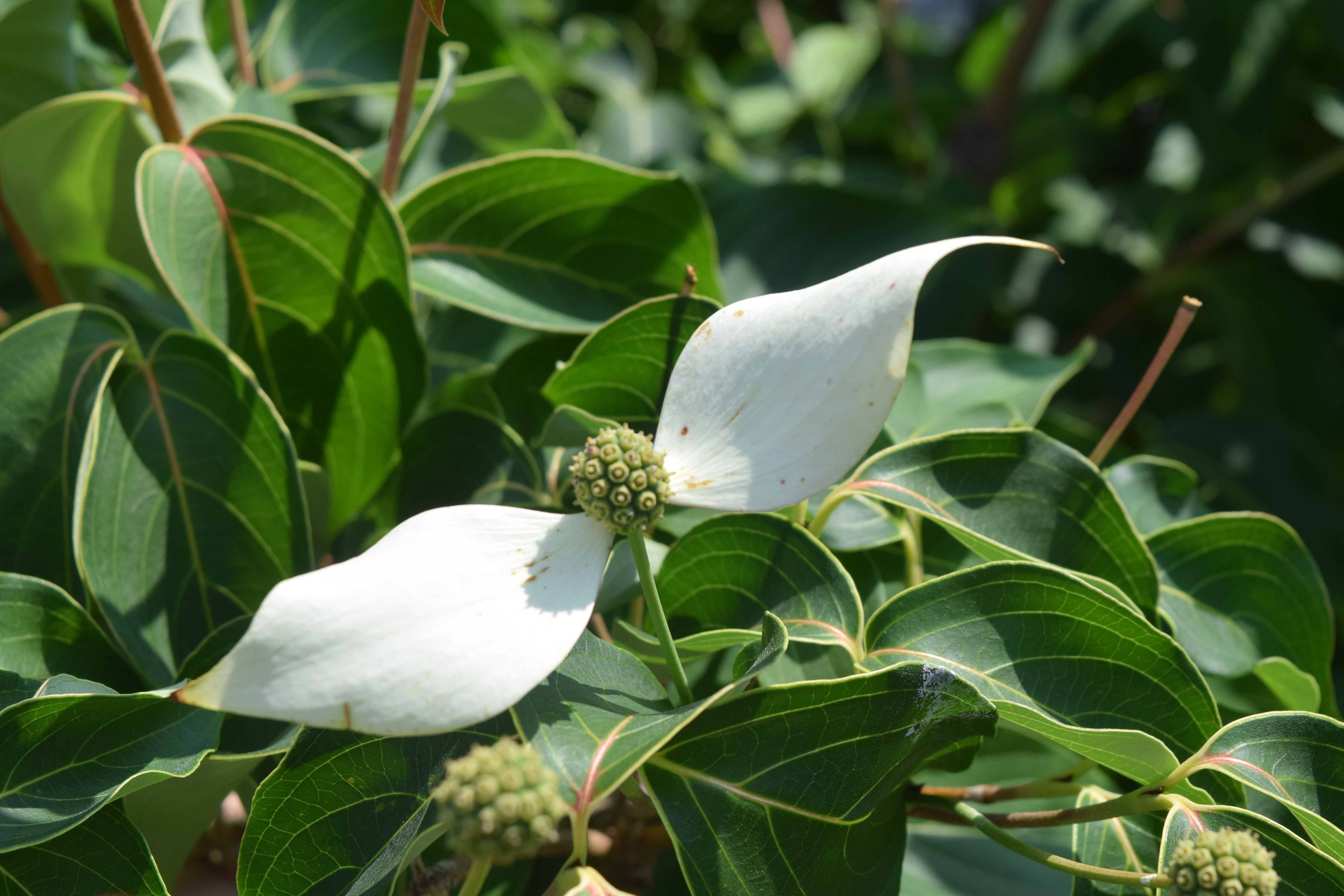 Flowers and trees are abloom - lehighvalleylive.com