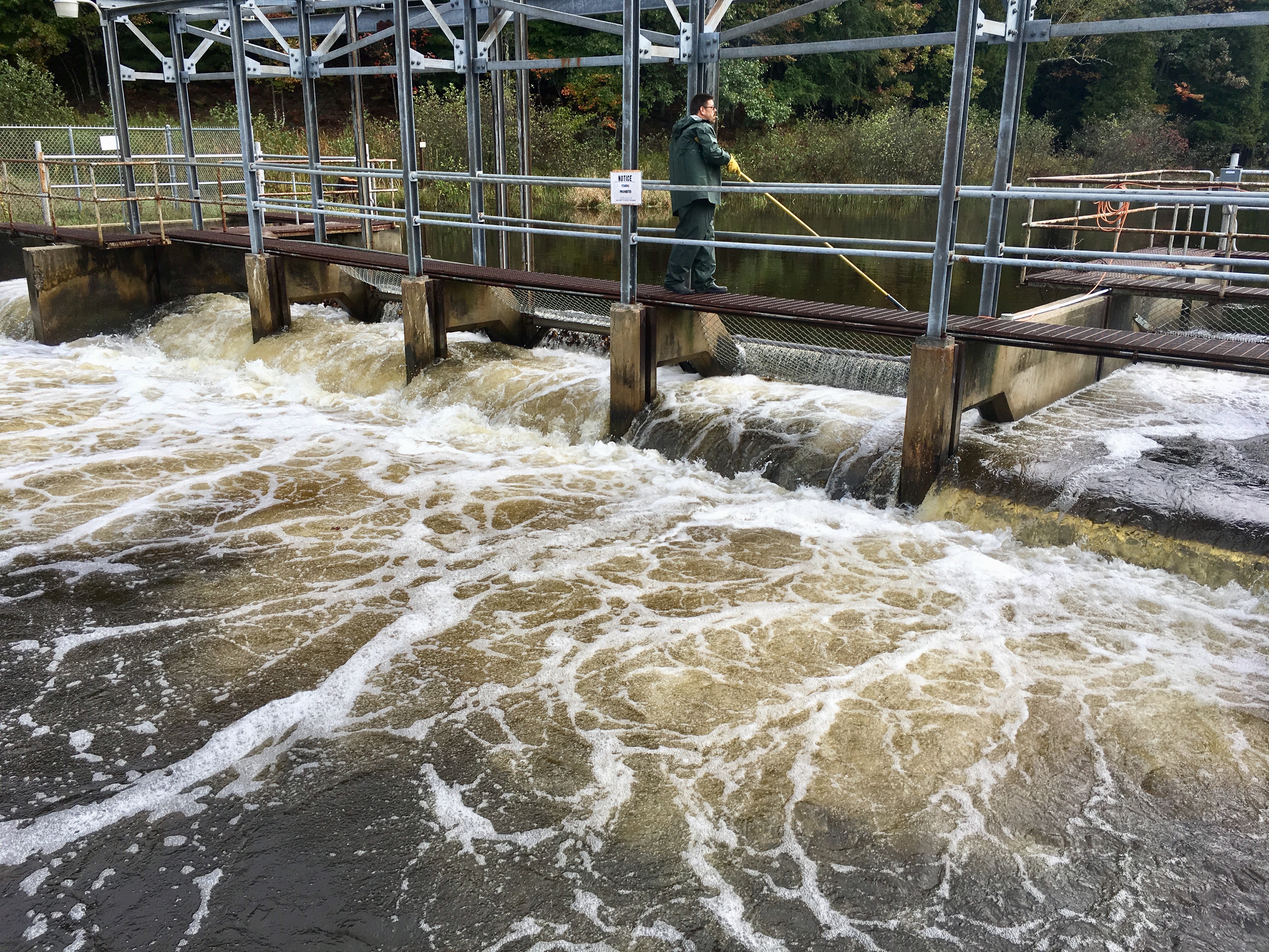Chinook salmon eggs harvested at Little Manistee River Weir - mlive.com