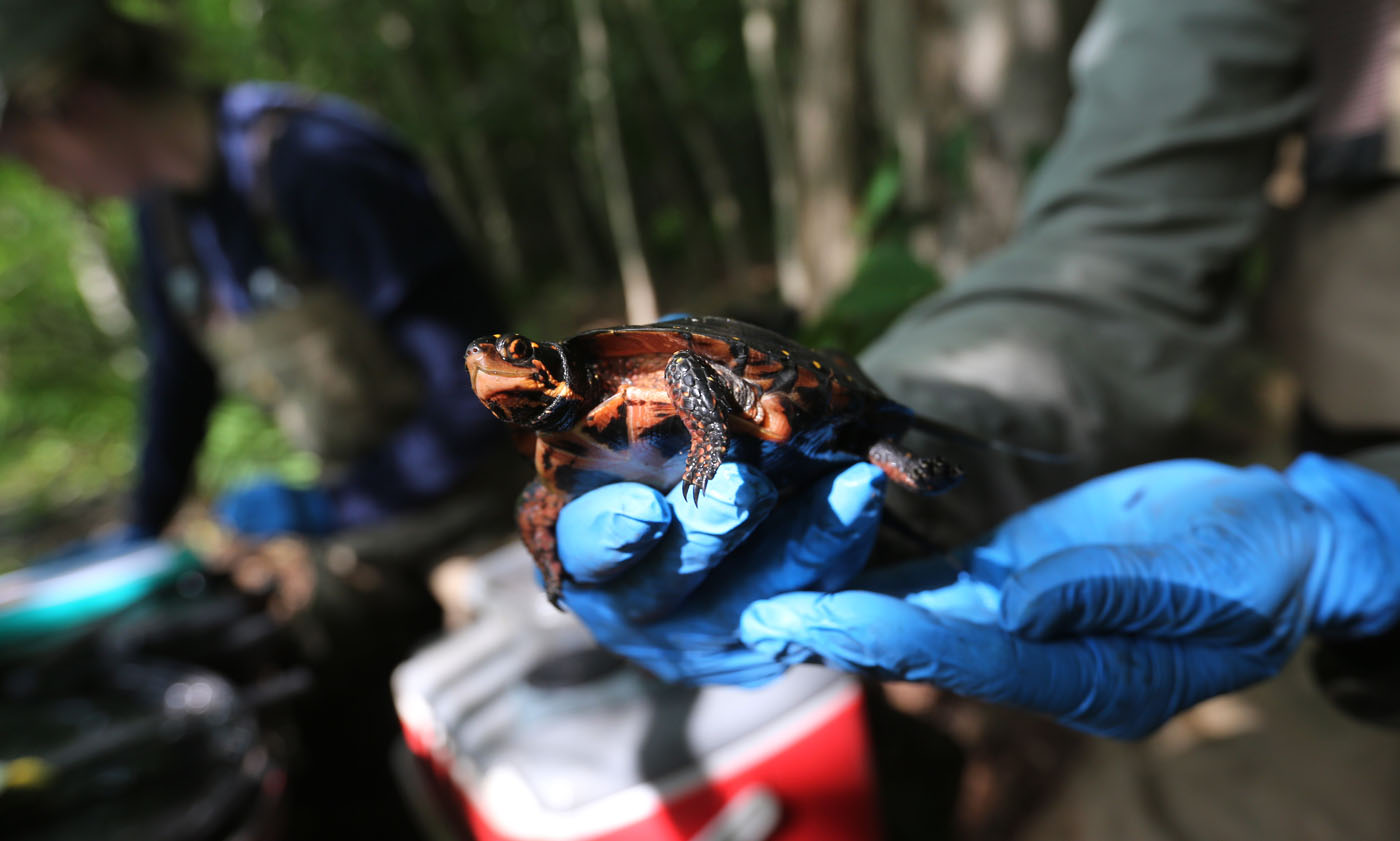 Aquarium works to save spotted turtle population - cleveland.com