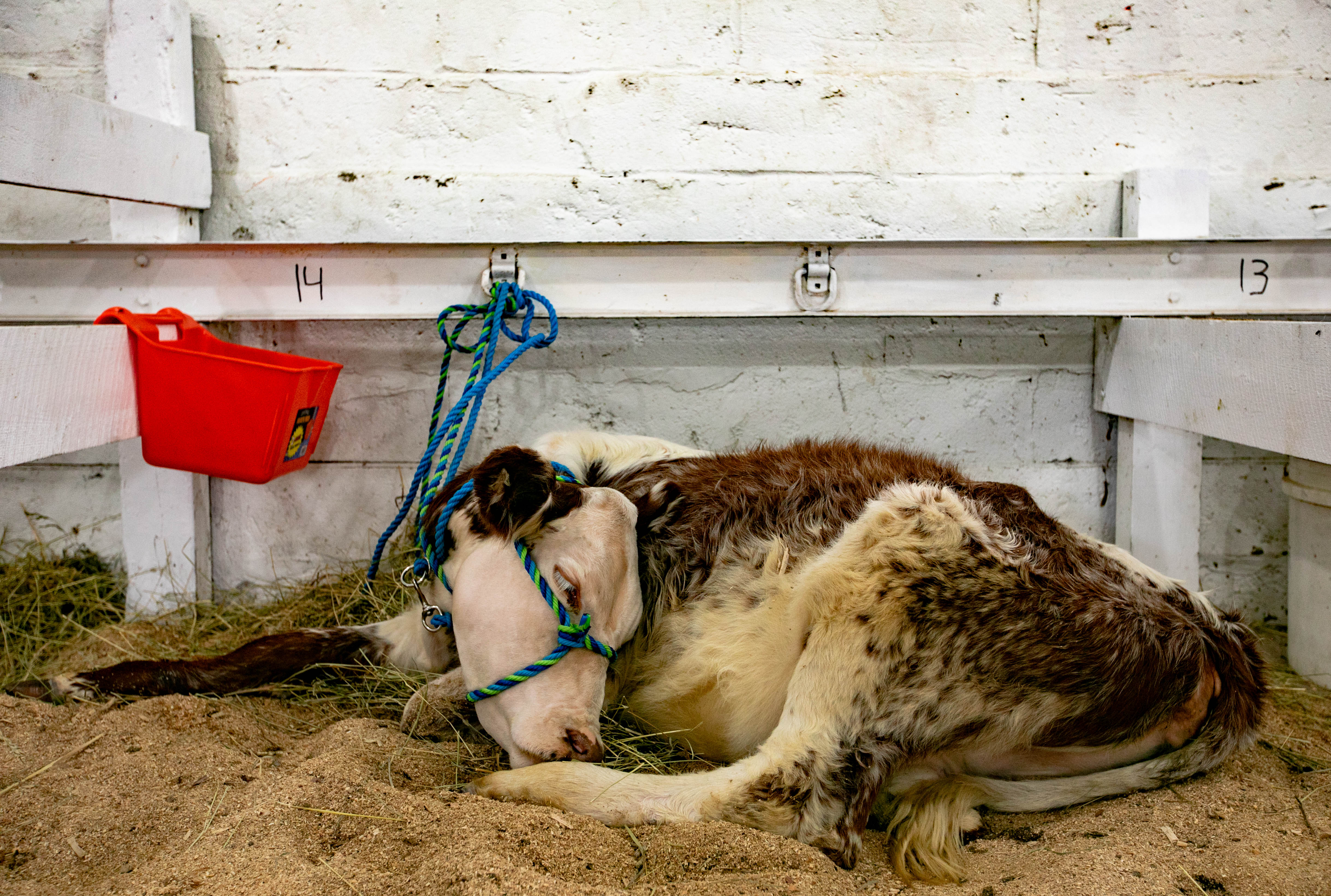 Bay County Fair 2019 kicks off with animals, rides, food and more ...