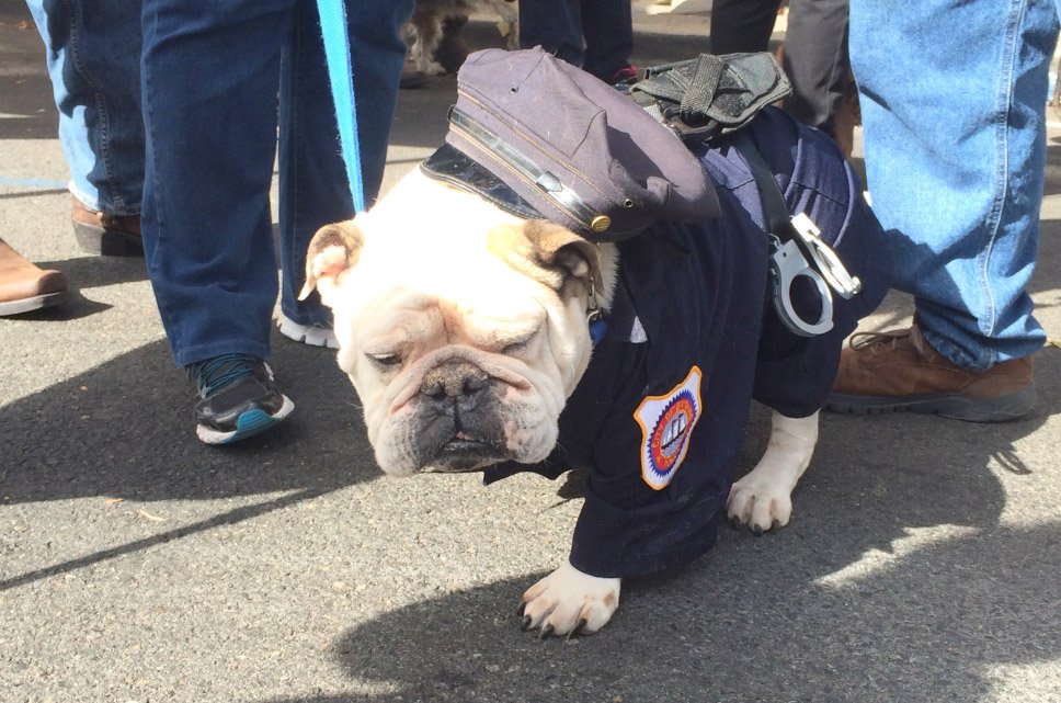 Bergen Point Fall Fest celebrates 150 years of Bayonne with free fun ...