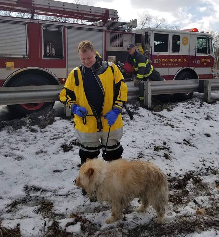 Compass the dog gets rescued - masslive.com