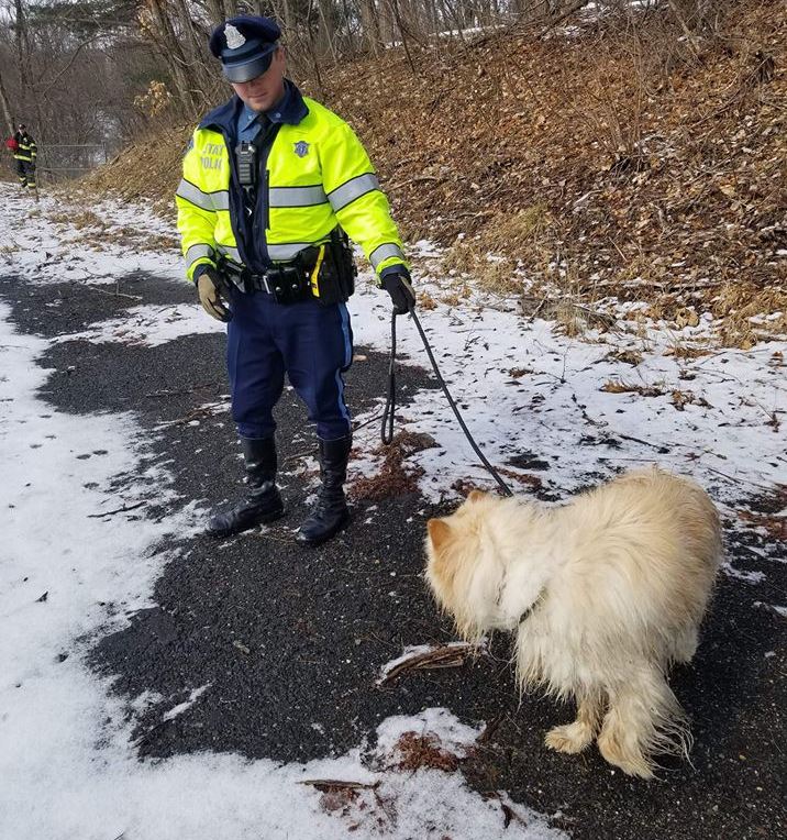 Compass the dog gets rescued - masslive.com