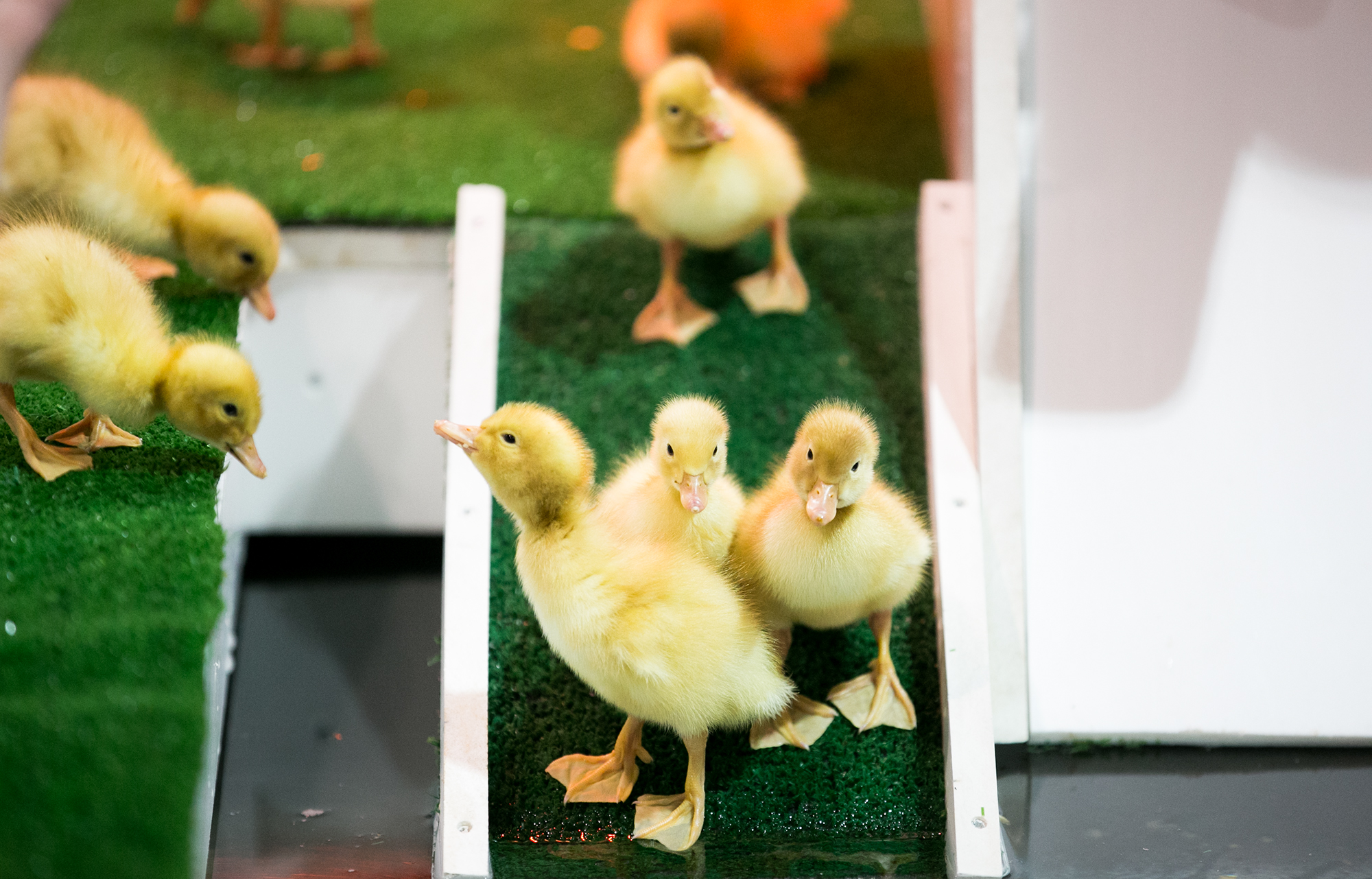 Pa. State Farm Show: Best photos from 2018 - pennlive.com