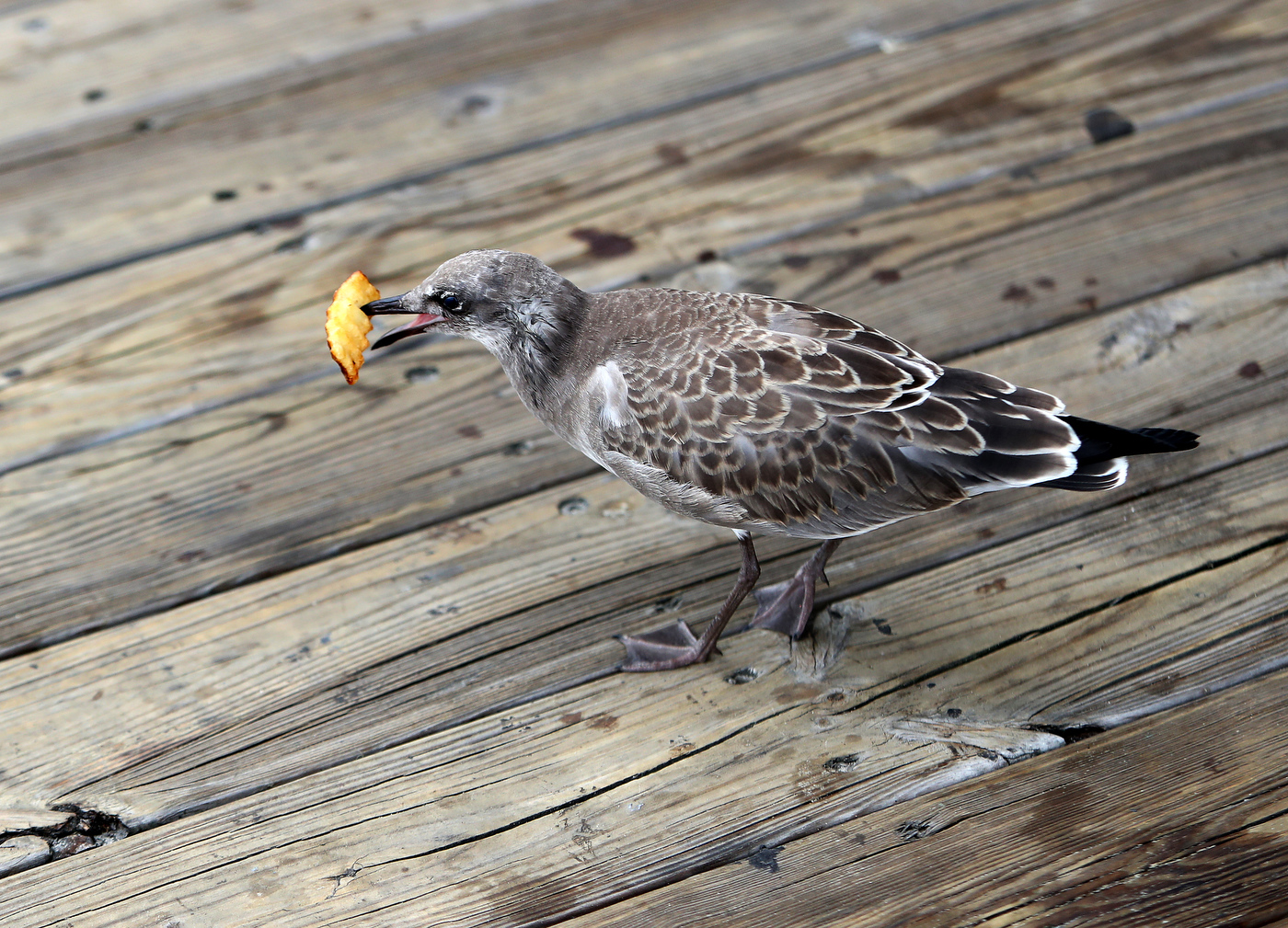 Seagulls in Ocean City, N.J. - nj.com
