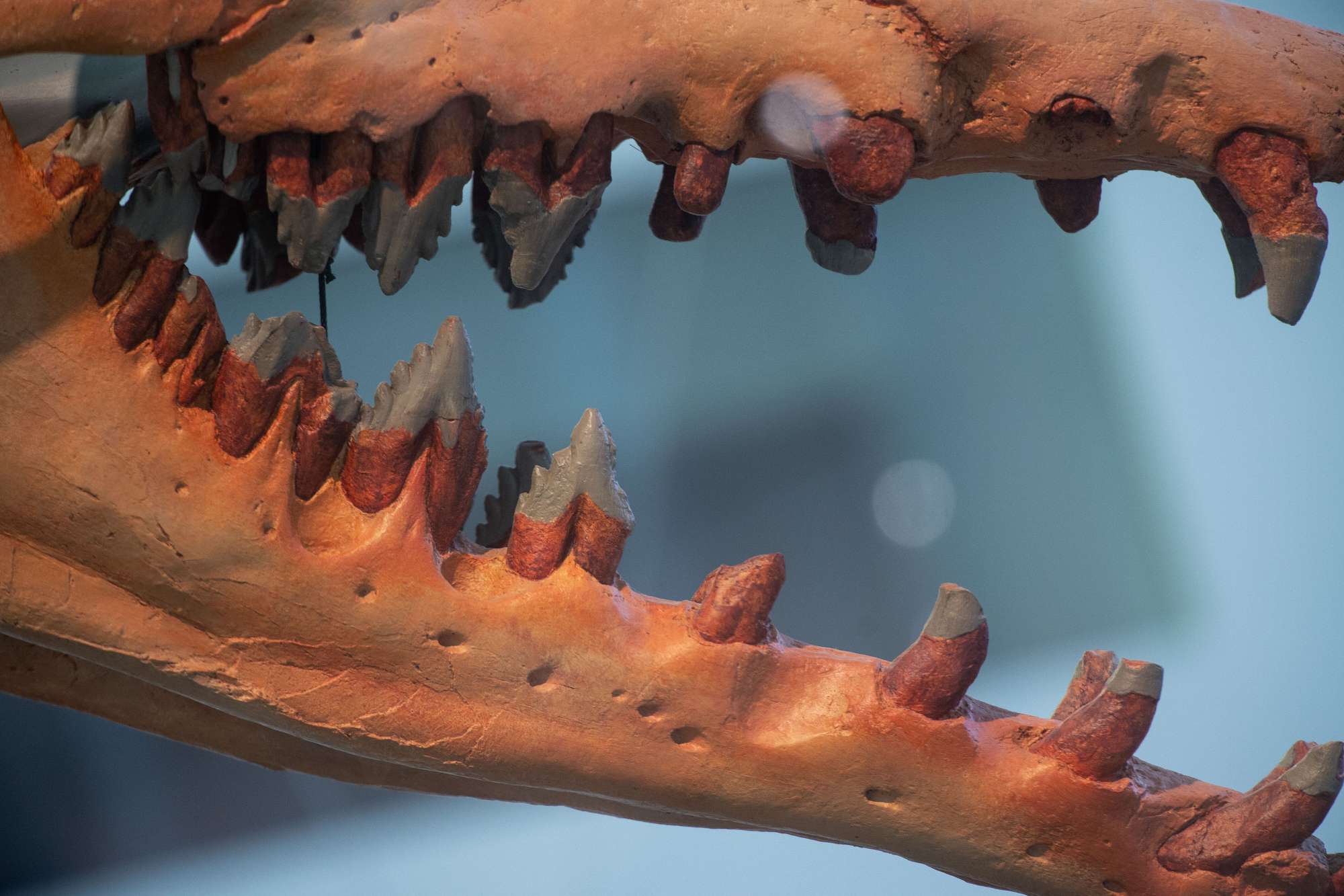 UM Museum of Natural History Tour - mlive.com